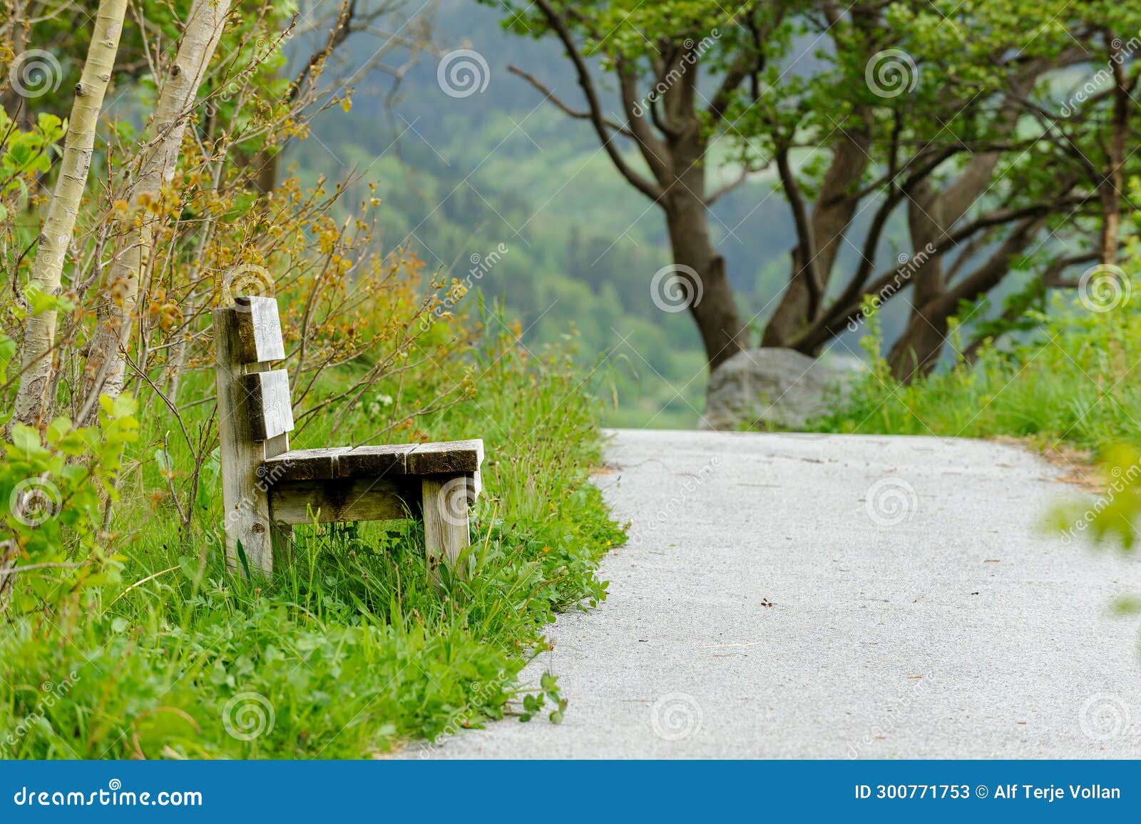A Serene Bench on a Path stock image. Image of path - 300771753