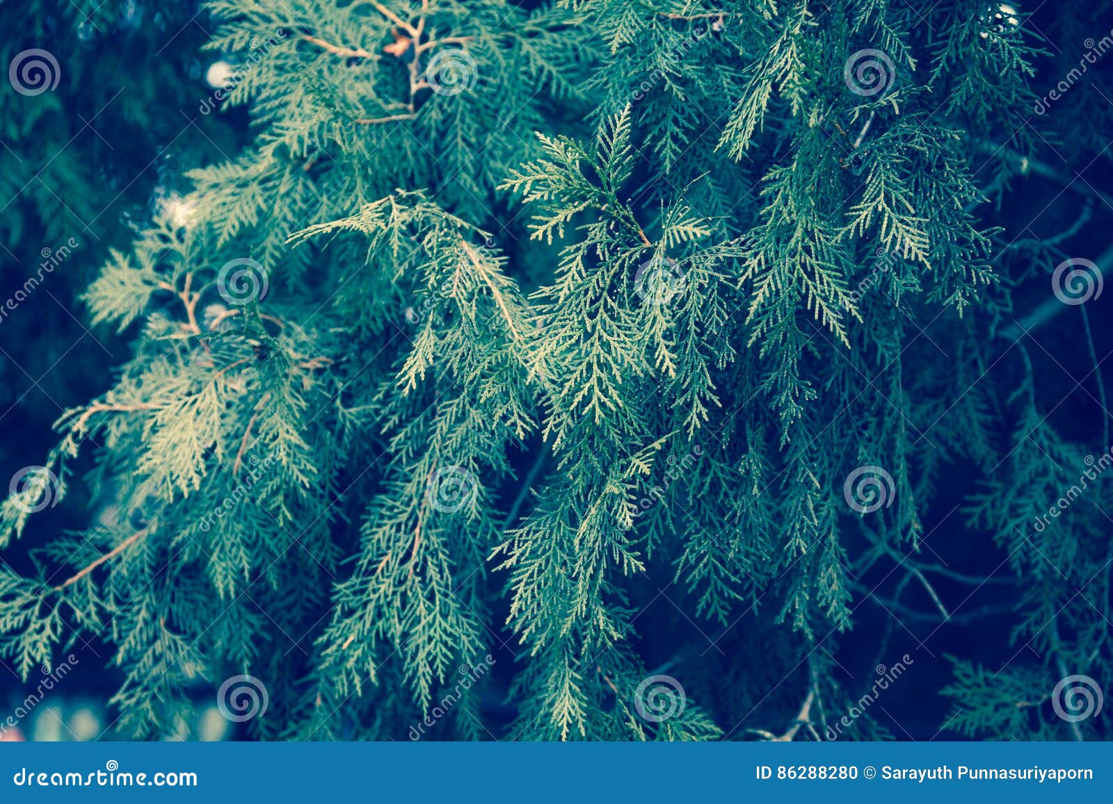 Serene, Calm, and Peaceful Tranquil Green Nature Trees Pathway I Stock ...