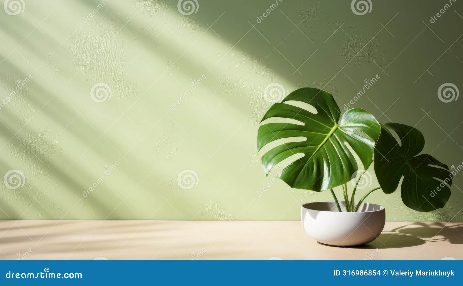 Serene Composition of Monstera Deliciosa in Sunlit Modern Interior ...
