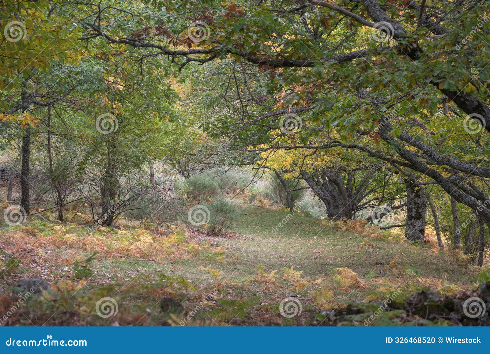 A Serene Forest Path Surrounded by Lush Green Trees and Foliage in a ...