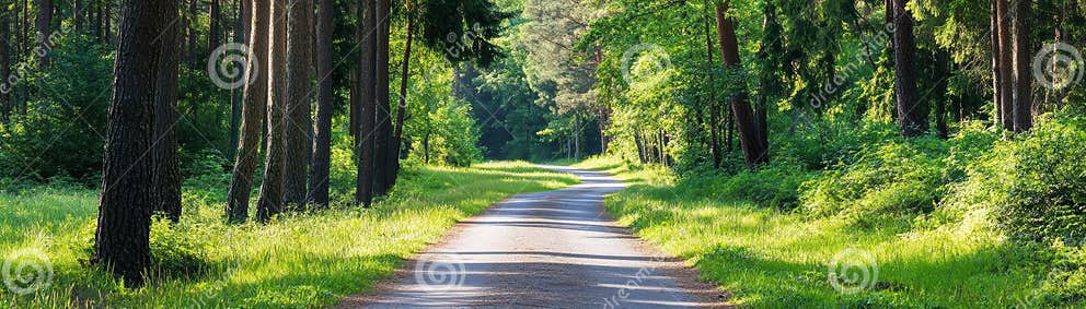 A Serene Forest Pathway Lined with Lush Greenery, Inviting Exploration ...