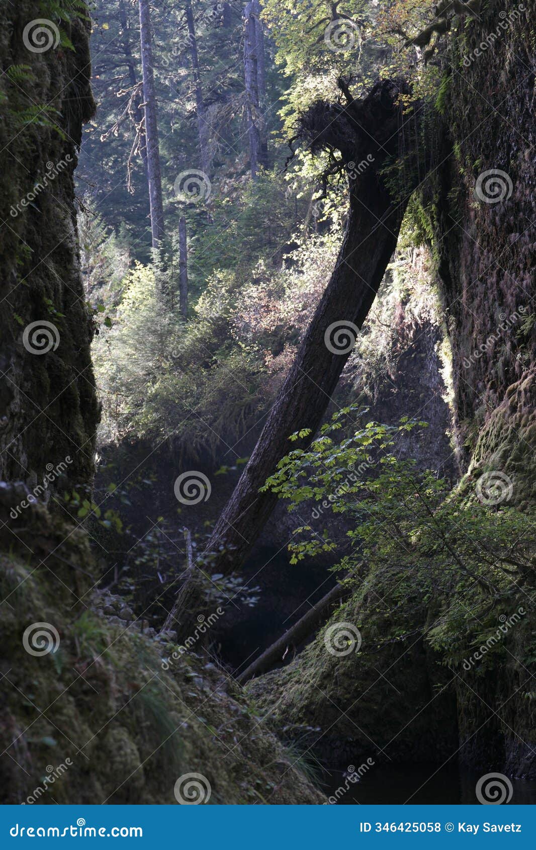 Serene Forest Ravine with Leaning Tree Stock Photo - Image of ferns ...