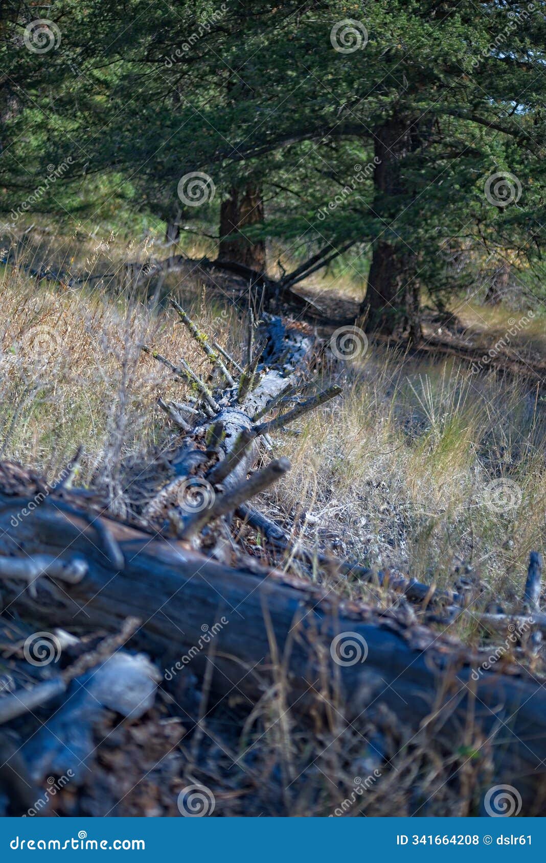Serene Forest Scene with Fallen Logs Stock Photo - Image of forest ...