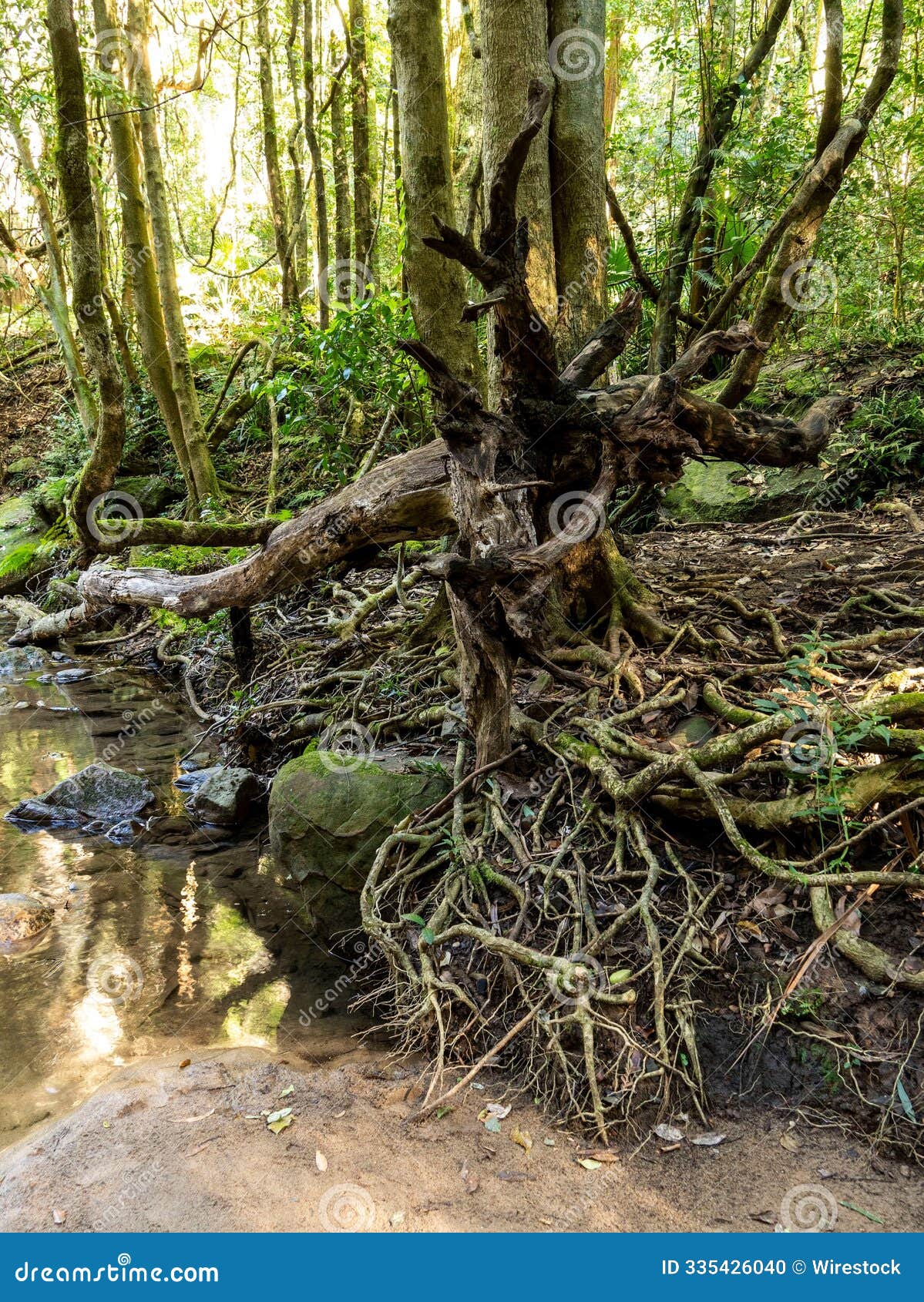 Serene Forest Scene with a Stream and Tree Roots Extending into the ...