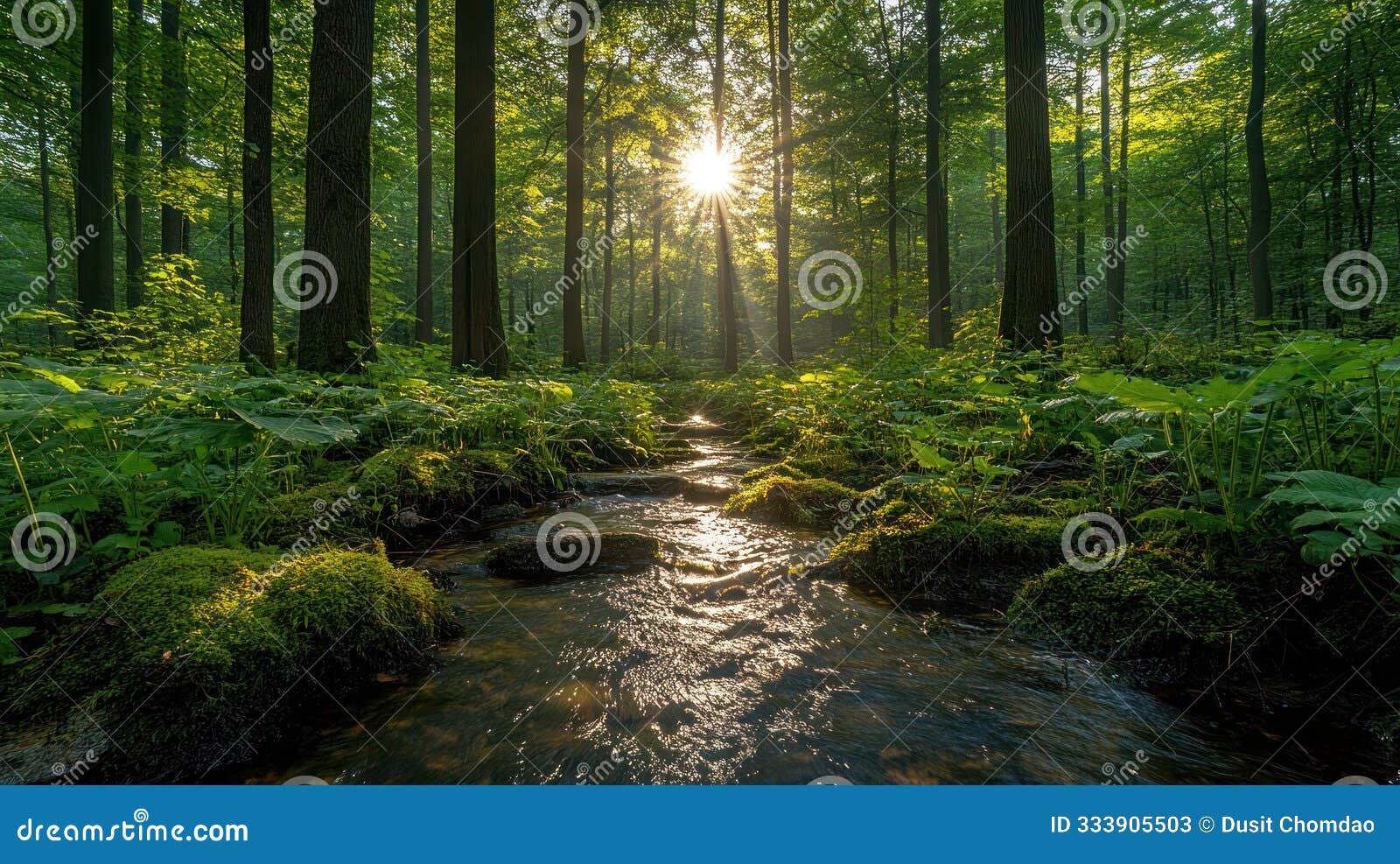 A Serene Forest Scene with Sunlight Streaming through Trees ...