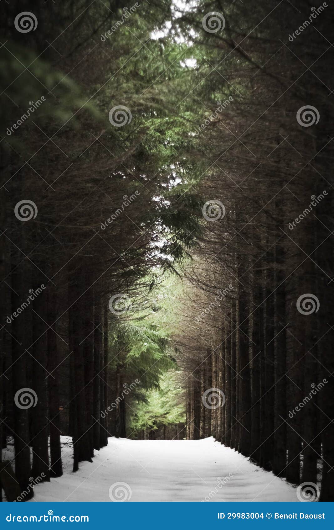 Serene Forest Path Illuminated By Sunlight, Surrounded By Lush Greenery ...