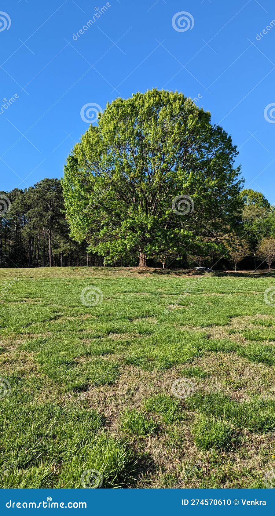 Serene Green Mighty Tree in Field Stock Photo - Image of mighty, green ...