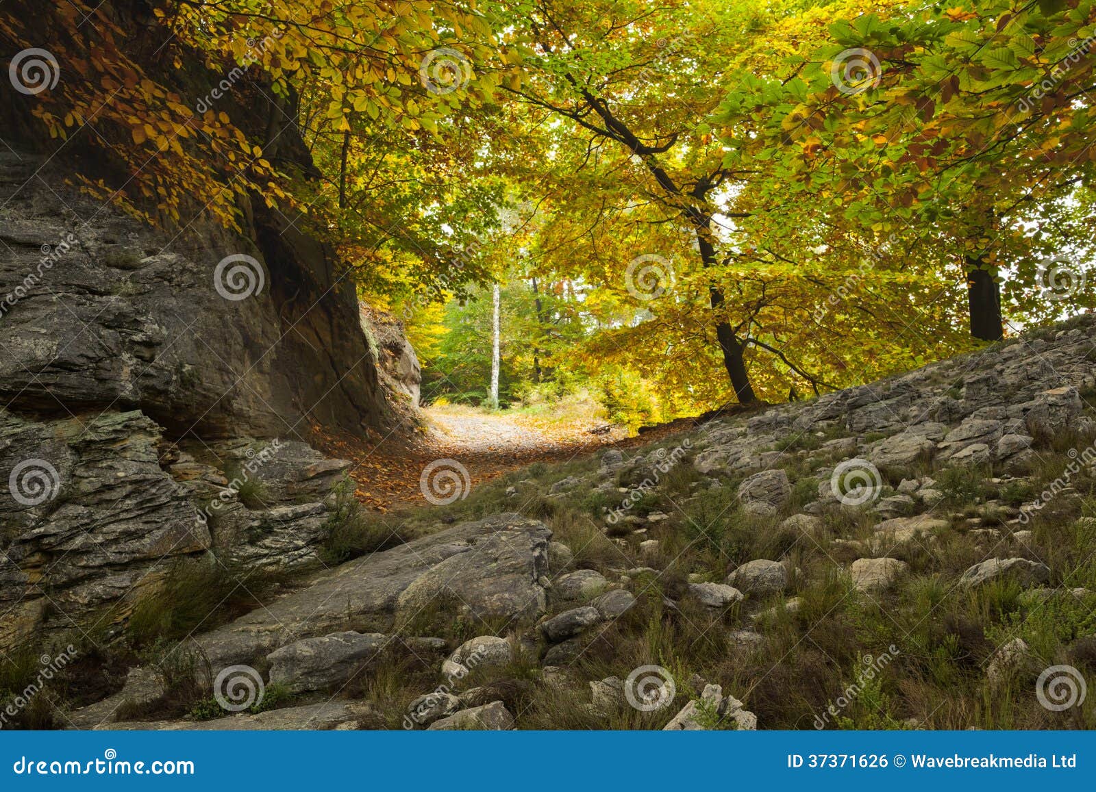 Serene landscape stock photo. Image of graphic, forest - 37371626