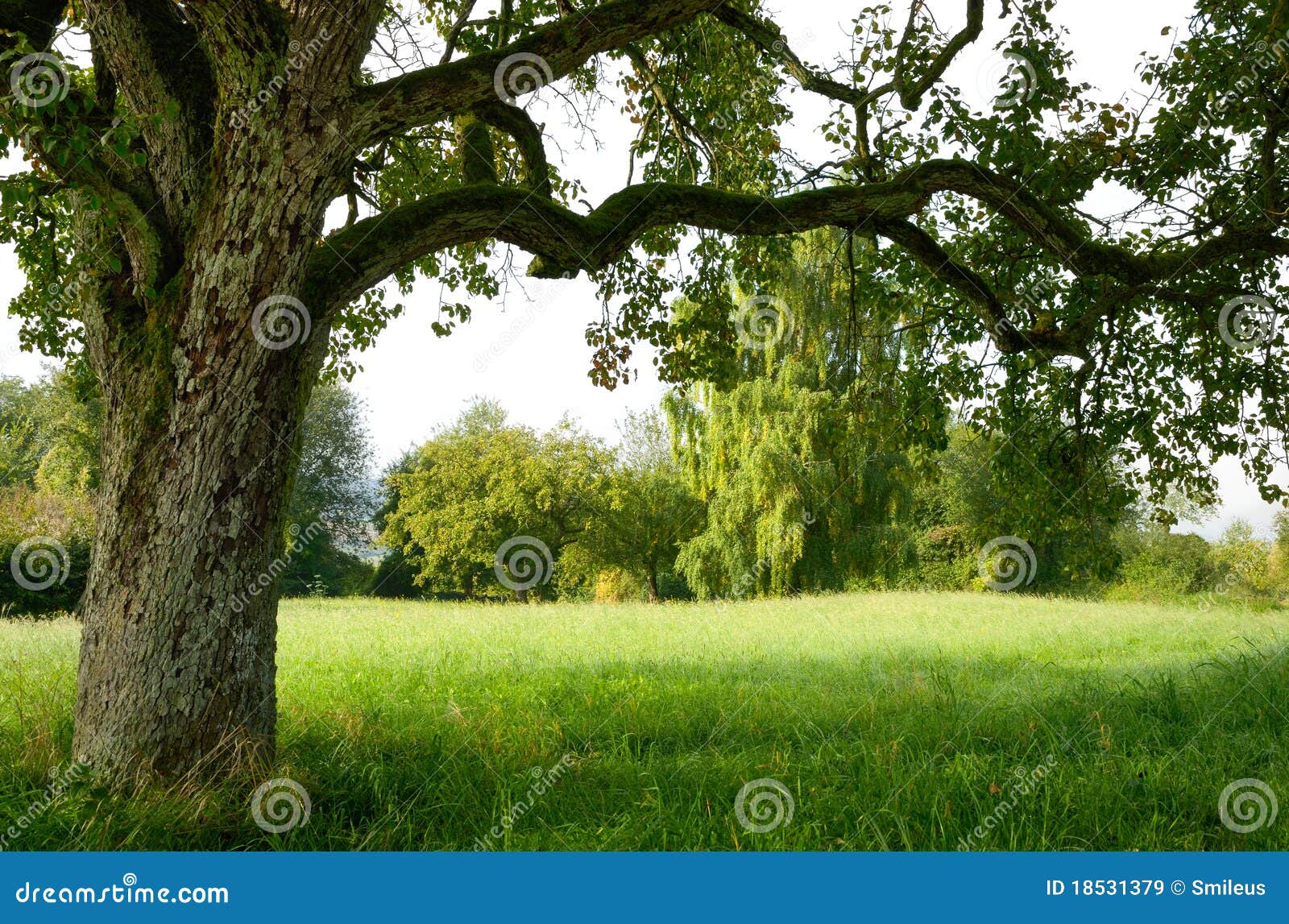 Serene Landscape Bordered by a Tree Stock Image - Image of grass ...