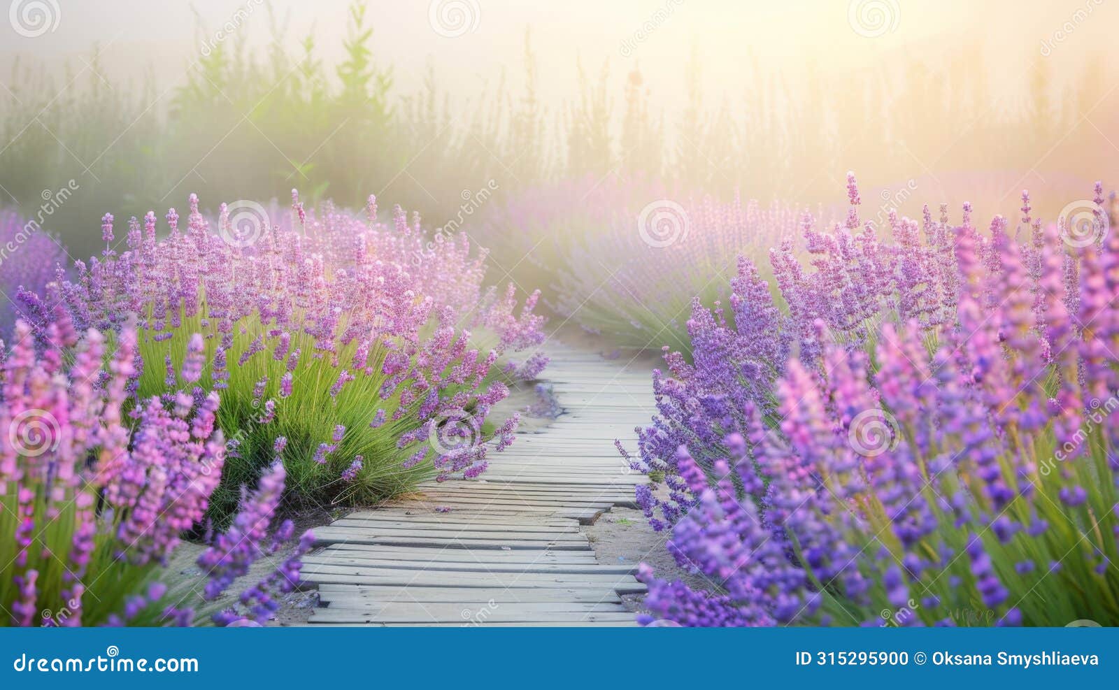 Serene Lavender Field Pathway at Dawn with Mist Stock Photo - Image of ...