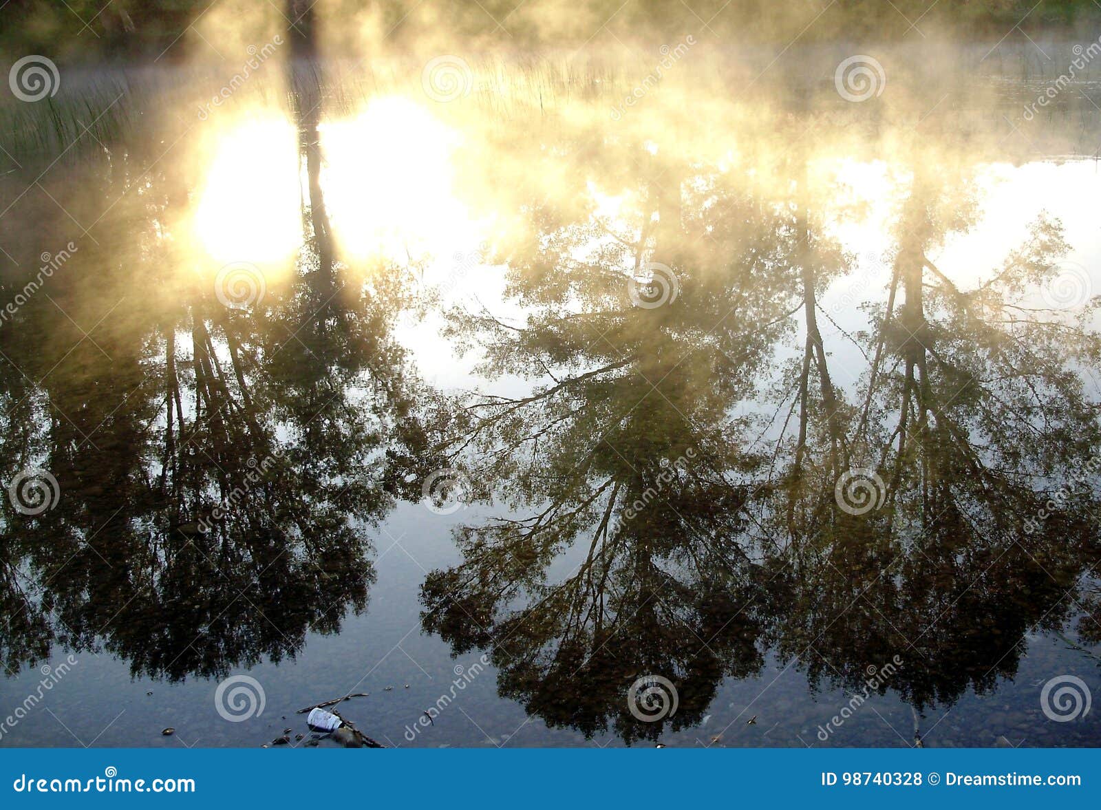 Reflection of a Tree in the Water Stock Photo - Image of mirror, nature ...