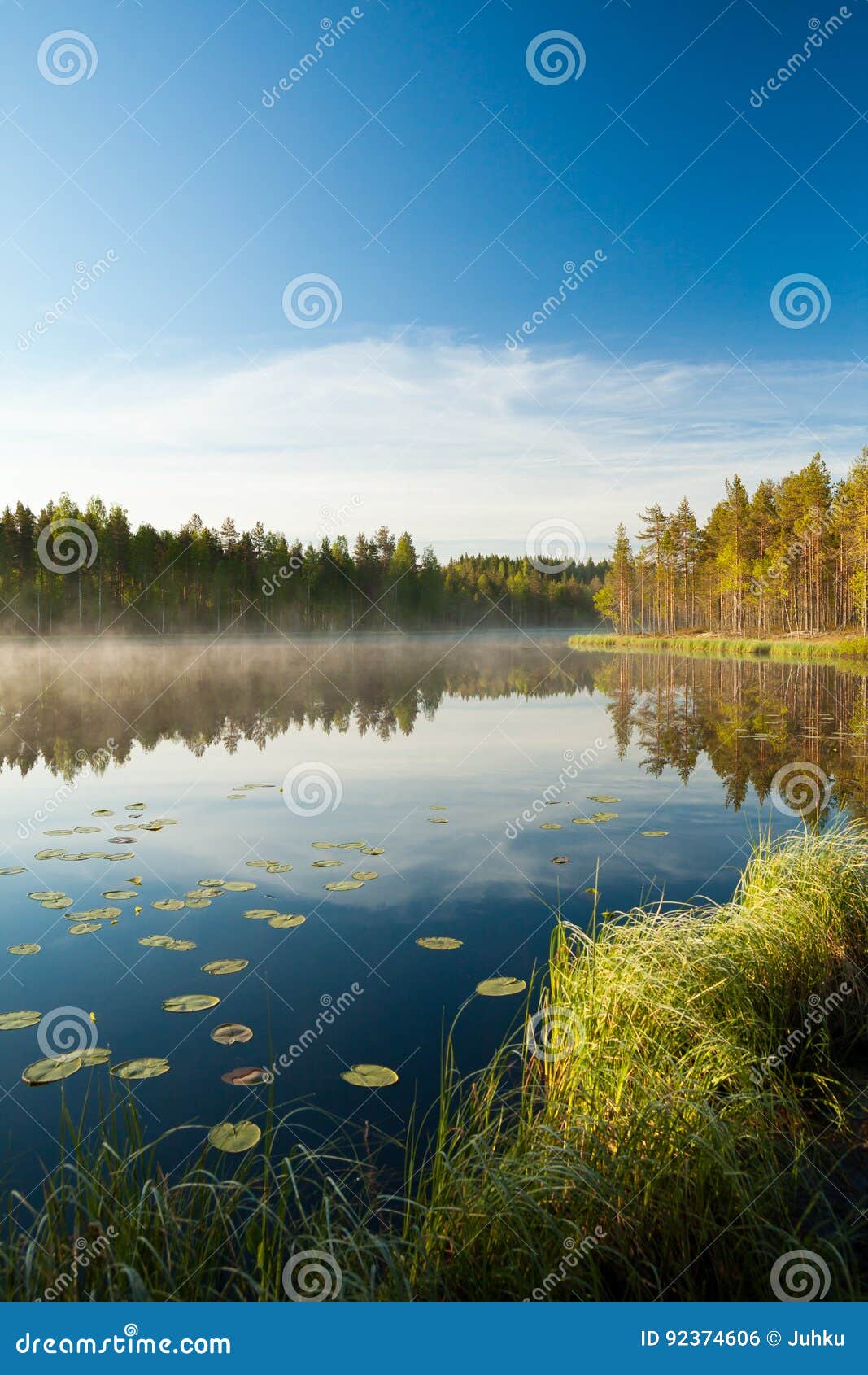 Serene Morning at Forest Pond Stock Photo - Image of pond, dawn: 92374606