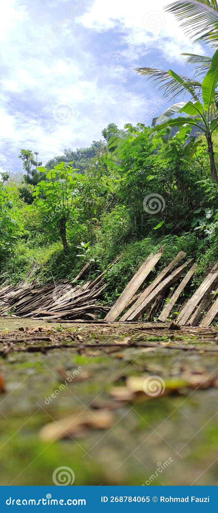 Serene natural atmosphere stock image. Image of serene - 268784065