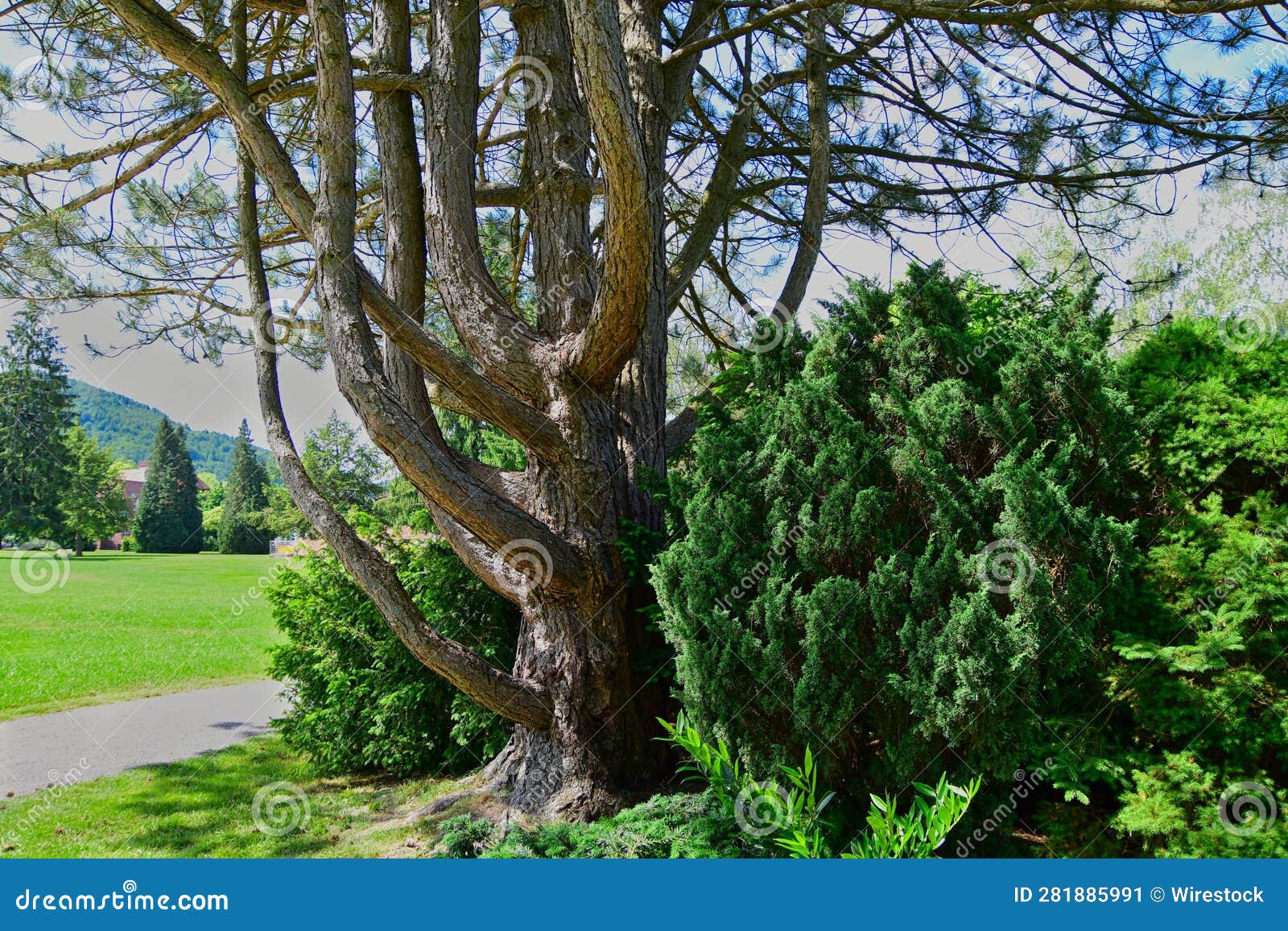 Serene Outdoor Setting, Surrounded by Lush Greenery in the Form of ...