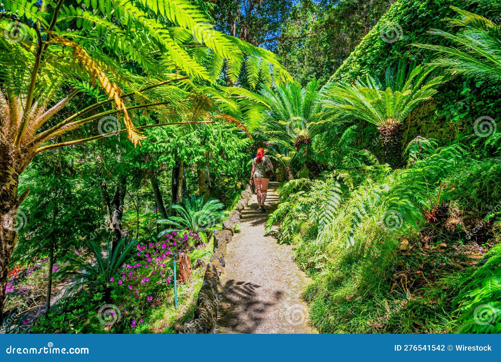 Serene Path Winds through Lush Tropical Foliage Stock Photo - Image of ...