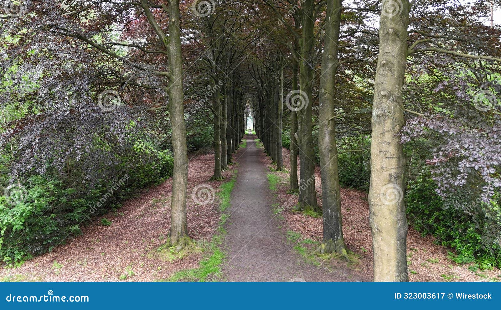 Serene Pathway Flanked by Tall Trees with Lush Green Foliage in a ...