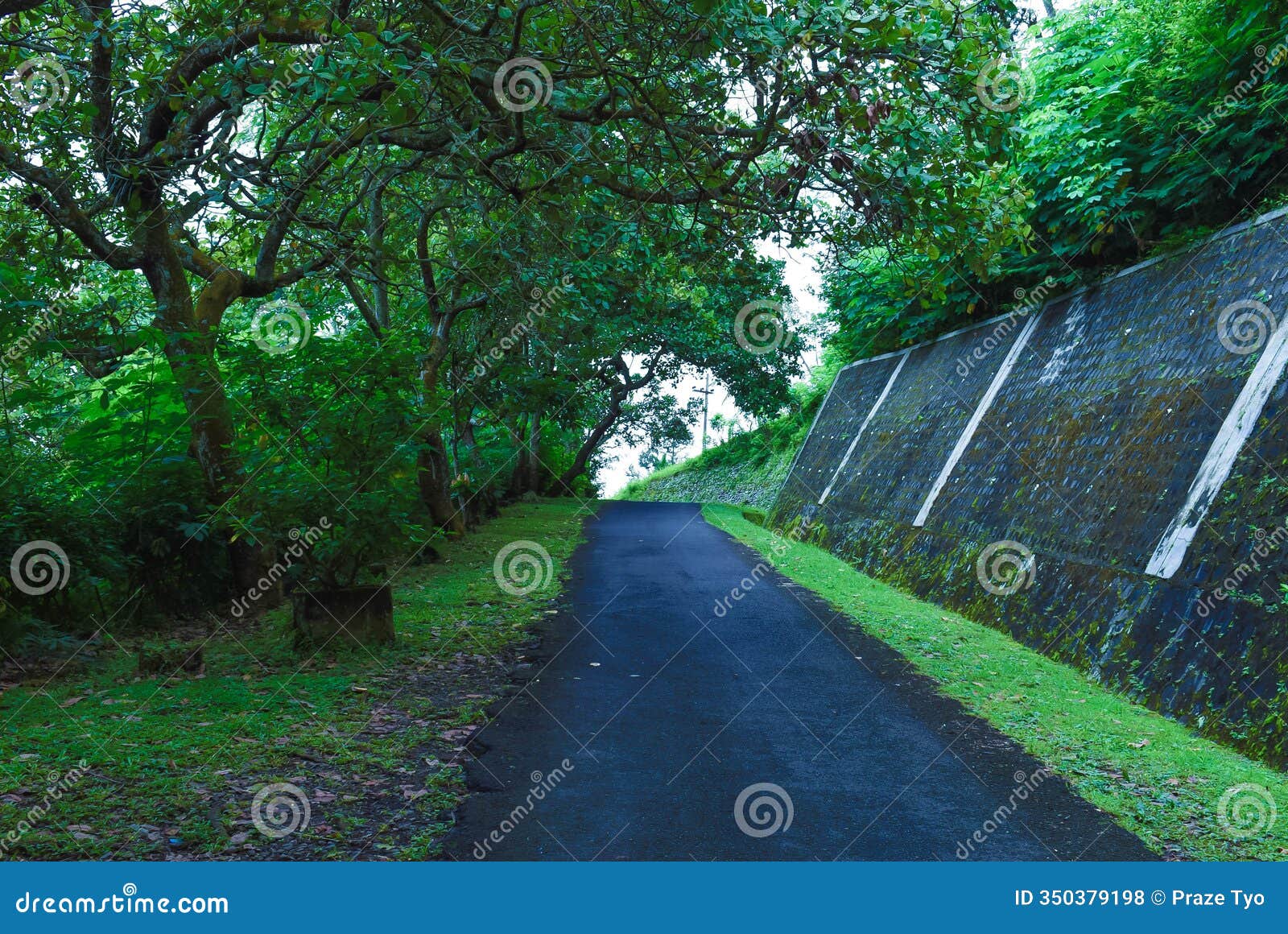 Serene Pathway in a Lush Green Forest with Overarching Trees Stock ...