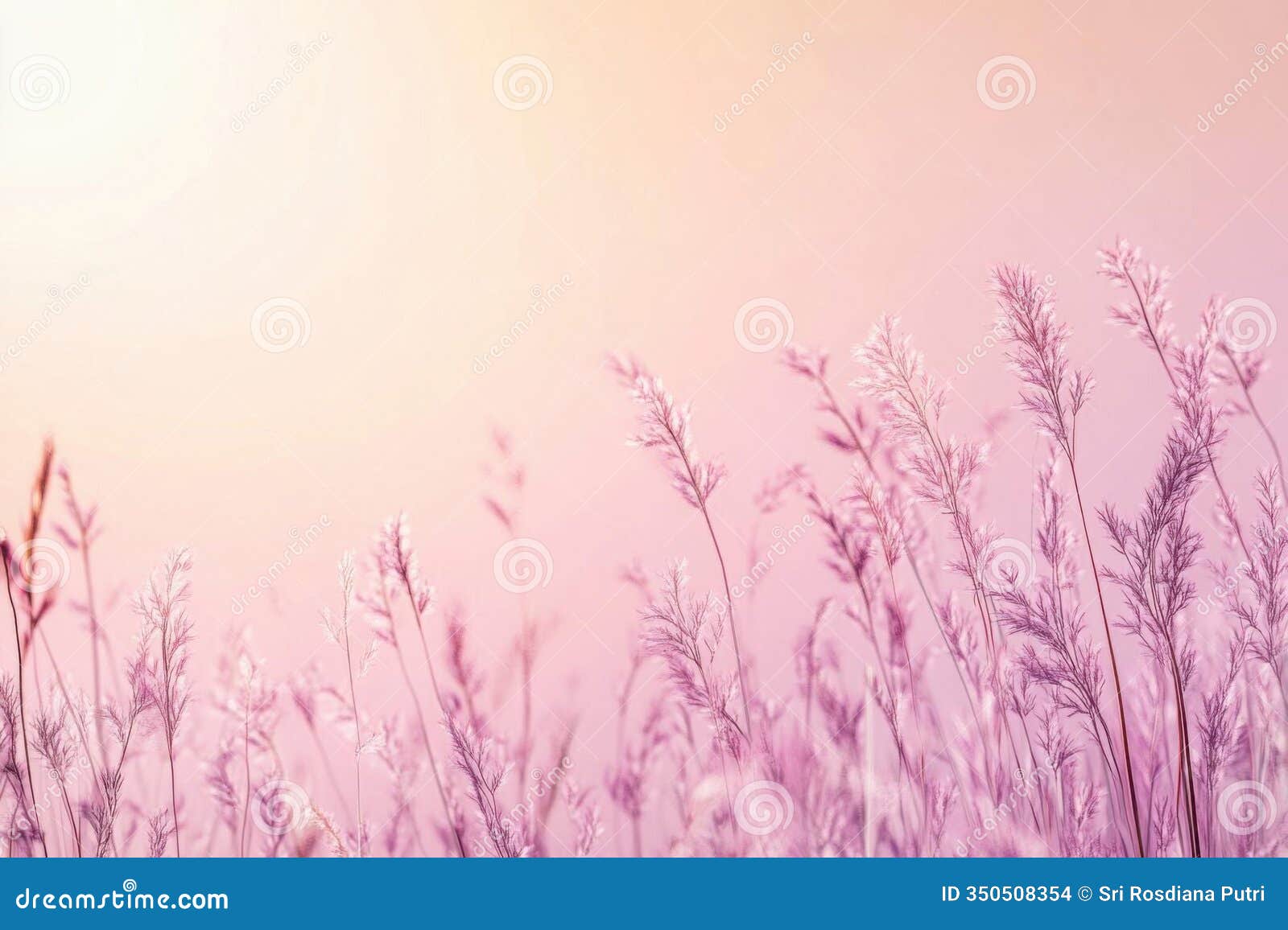 Serene Pink Clouds Adorn Blue Sky Panorama, Fluffy Cotton Candy ...