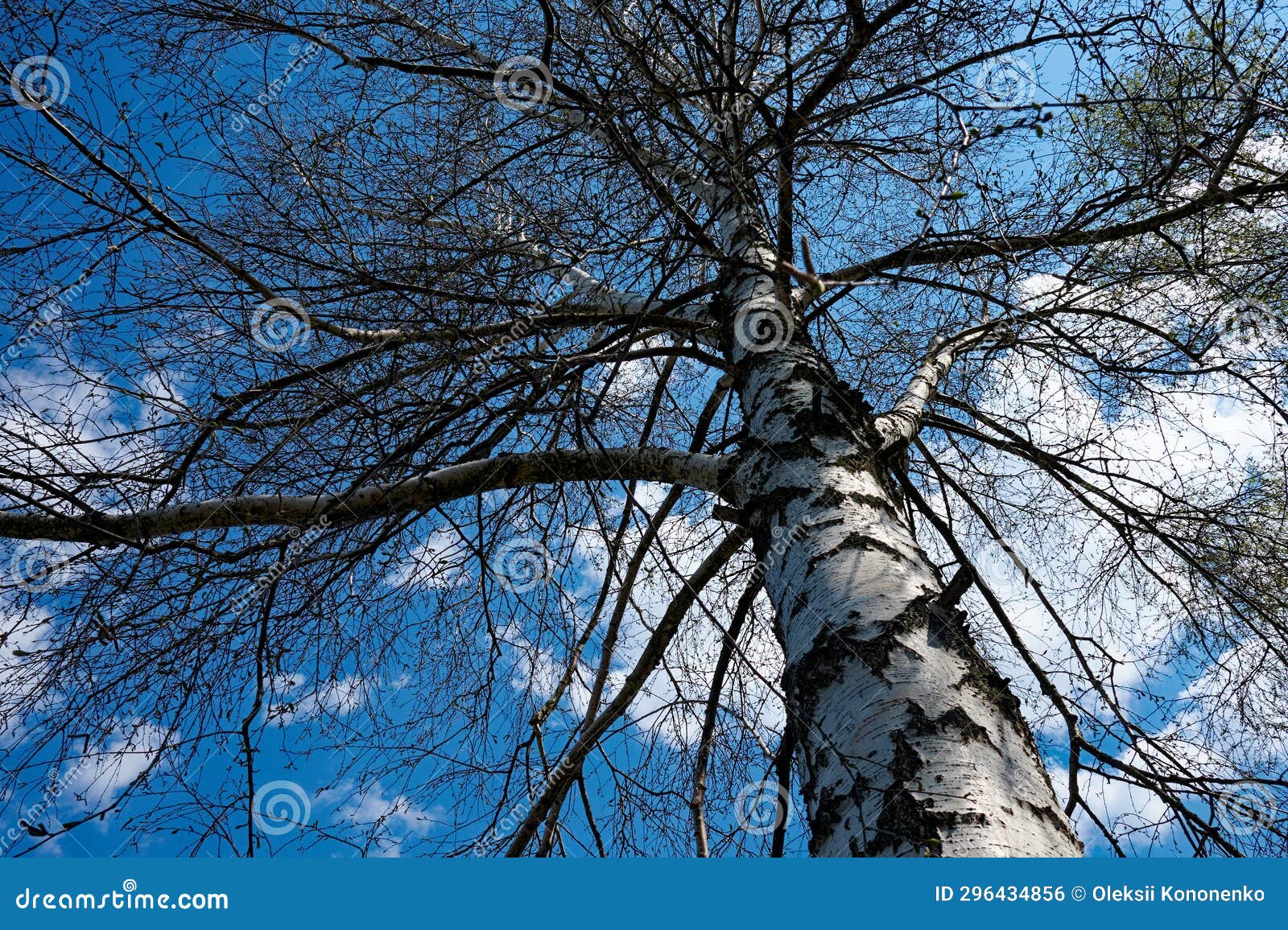 In this Serene Scene, a Tall Tree with a White Trunk and Bare Branches ...