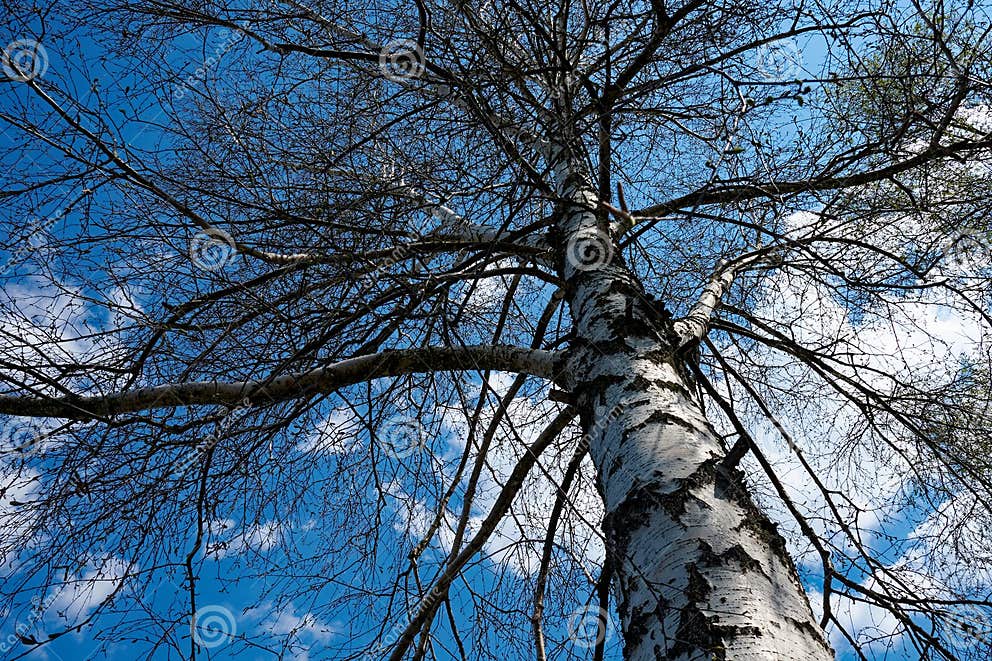 In this Serene Scene, a Tall Tree with a White Trunk and Bare Branches ...