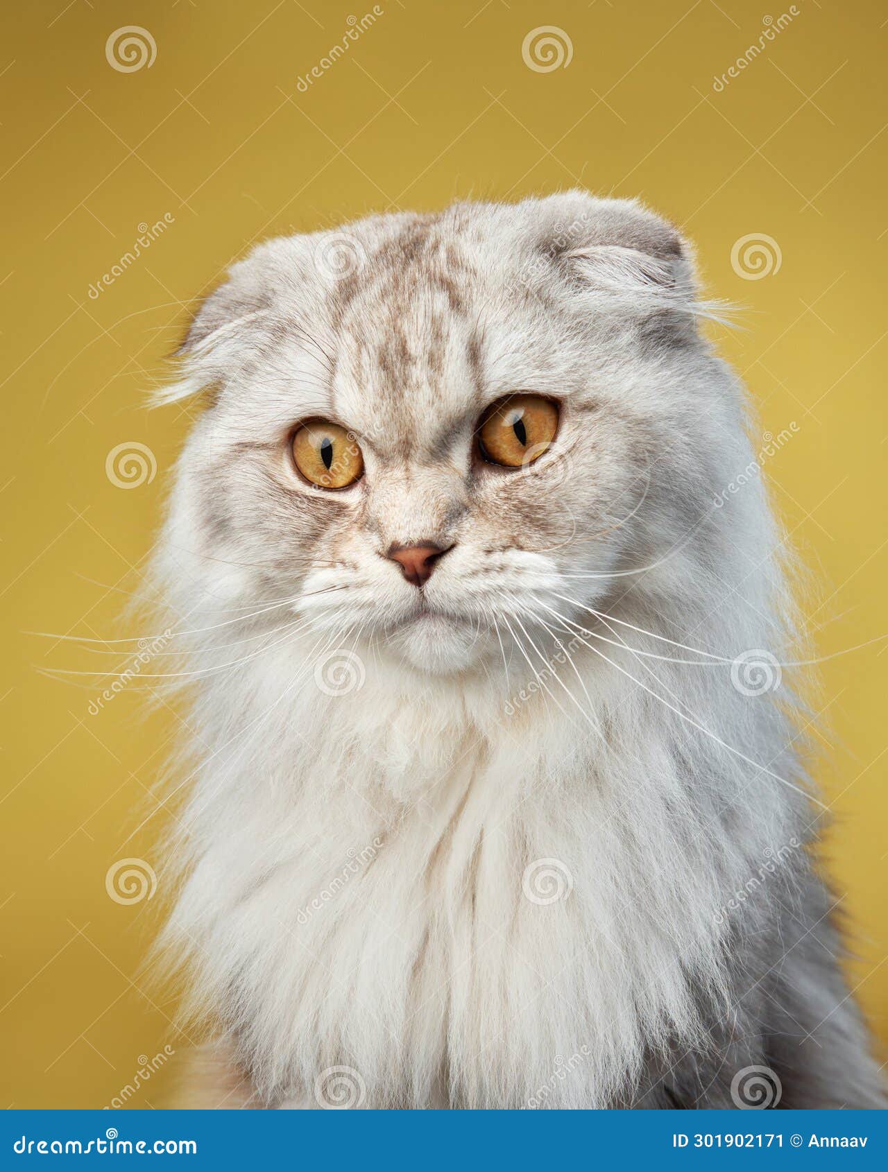 A Serene Scottish Fold Cat Exhibits Its Unique Folded Ears and Plush ...