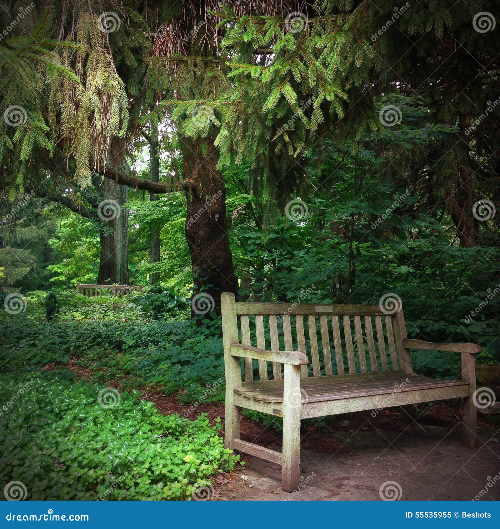 Serene Setting Park Bench in the Woods Stock Image - Image of chair ...
