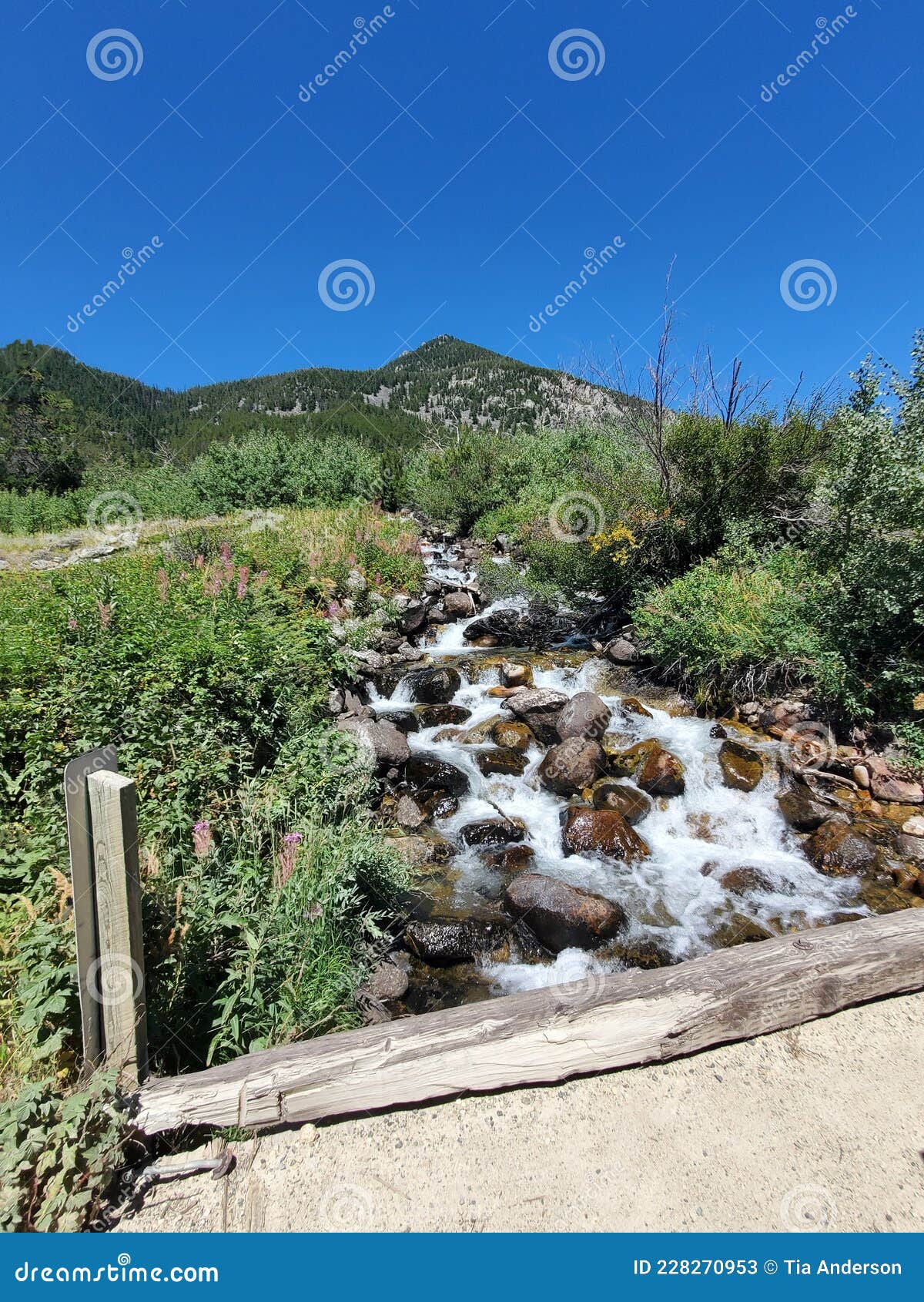 Serene Stream stock image. Image of flowing, stream - 228270953