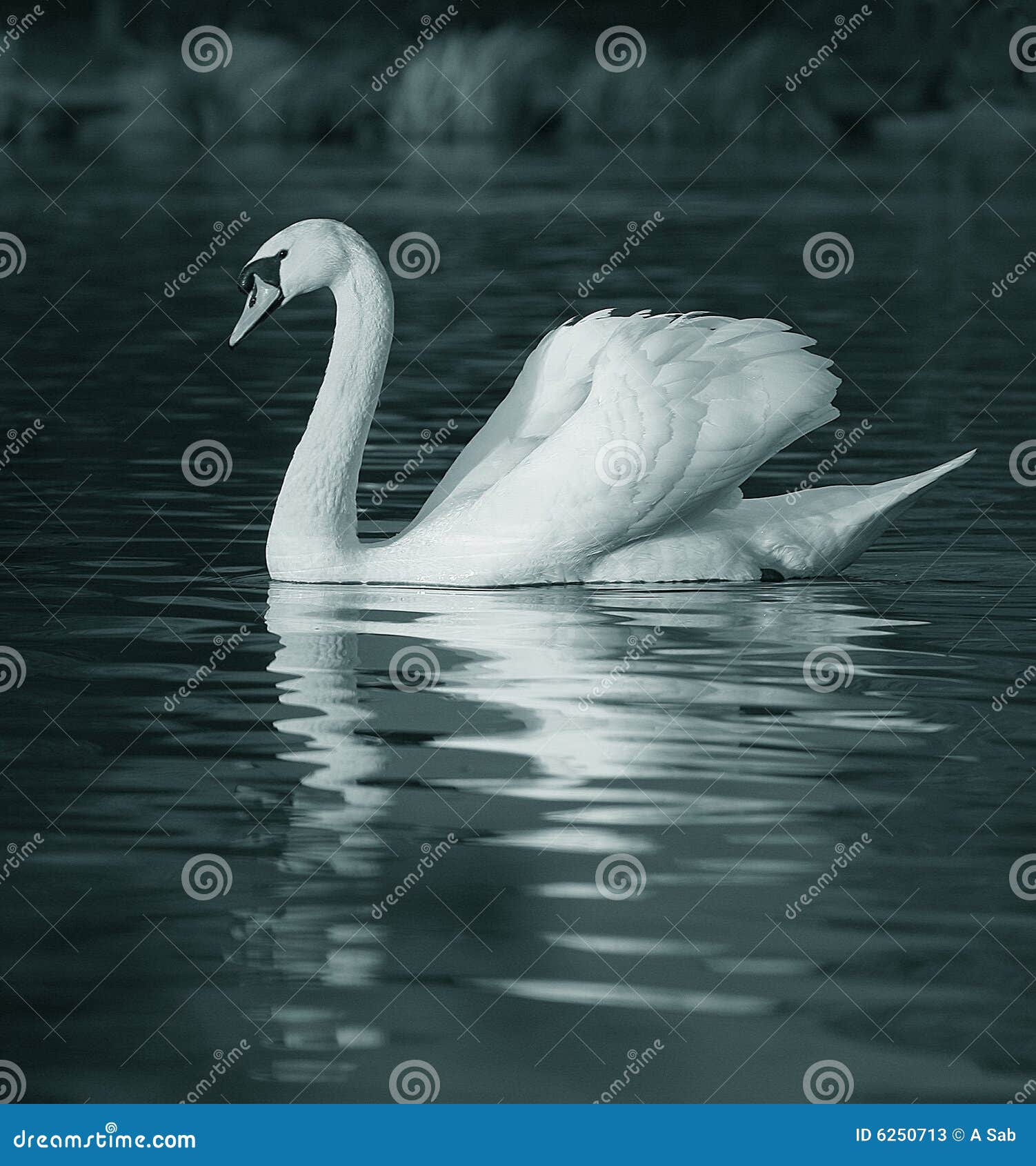 Serene Swan on Lake stock image. Image of animal, reflections - 6250713