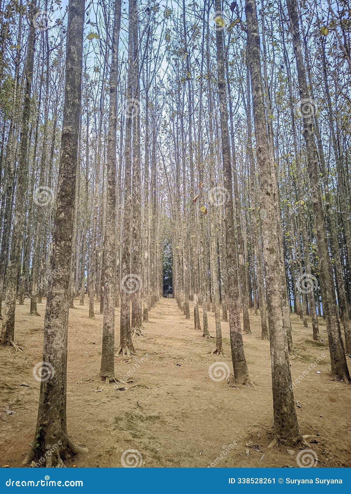 Serene Teak Wood Forest Pathway Stock Image - Image of flooring ...