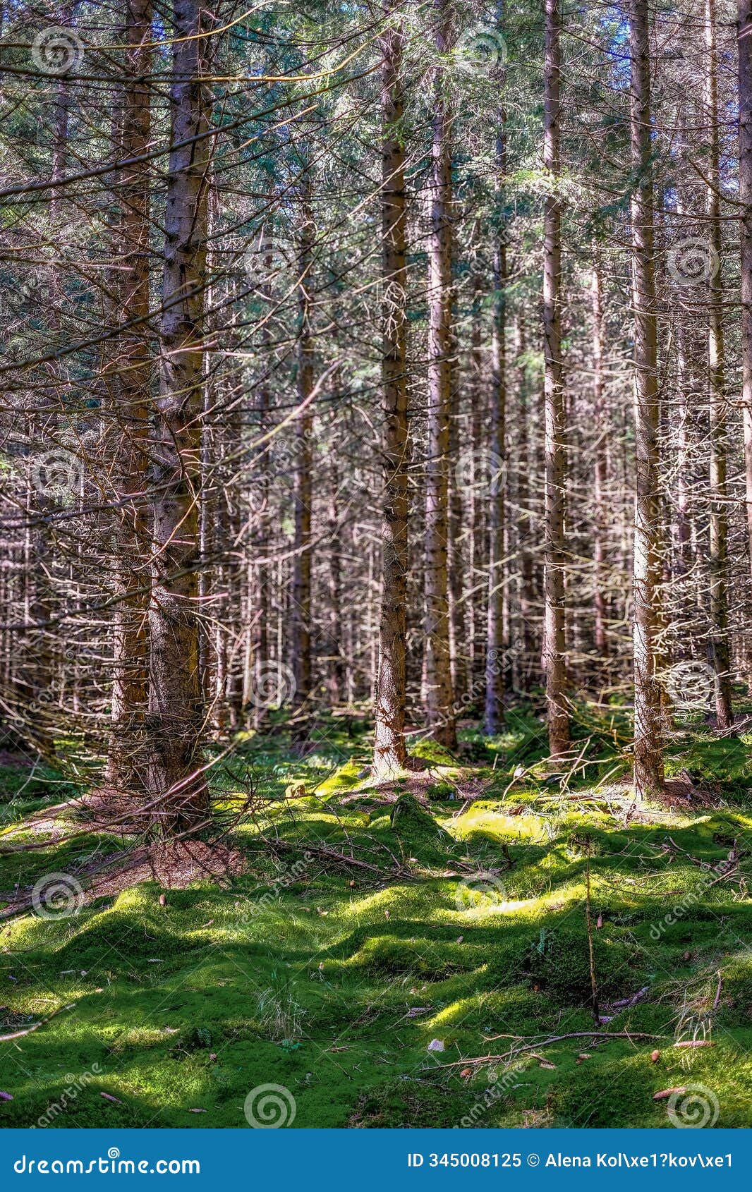 A Serene View of a Forest in Rejviz, Czechia Stock Image - Image of ...