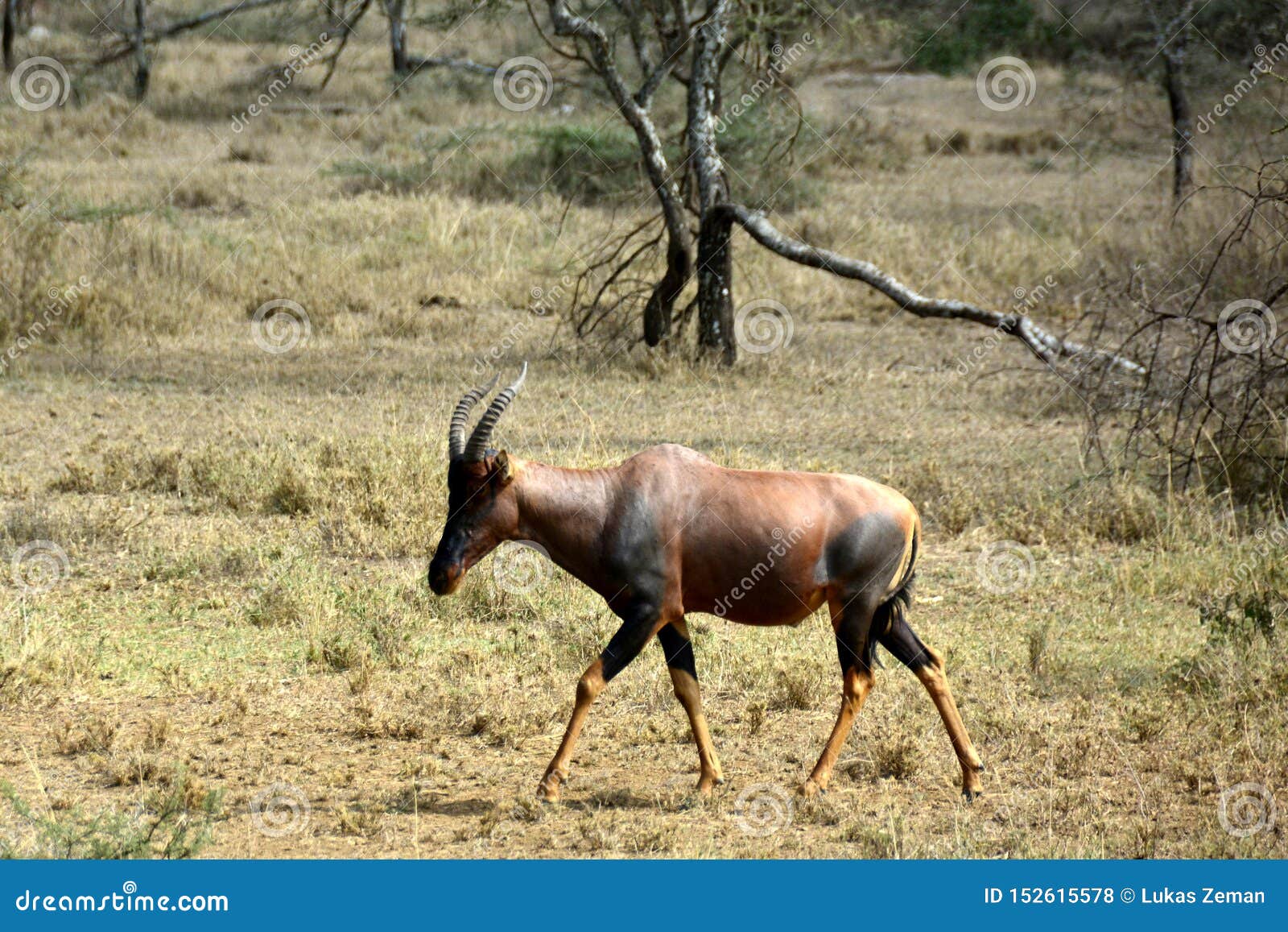 The Common Tsessebe or Sassaby Damaliscus Lunatus Lunatus Antelope in ...