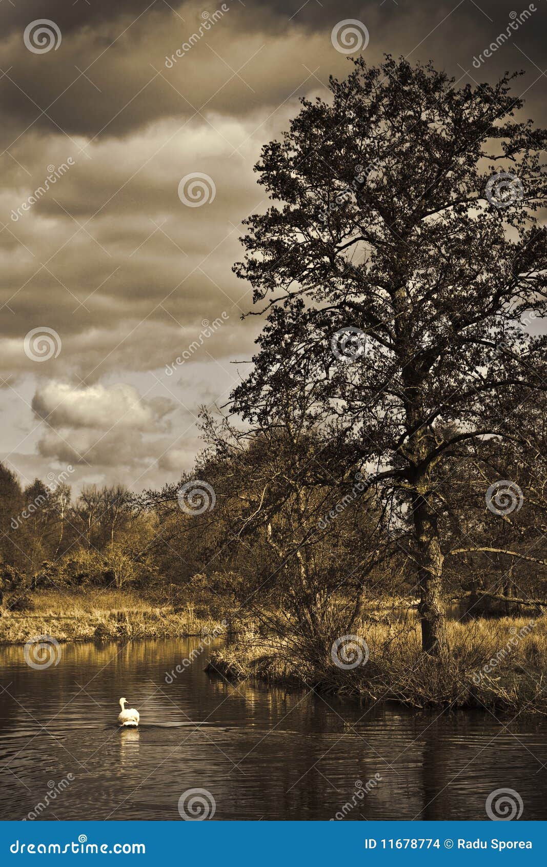 Serenidad foto de archivo. Imagen de cambiante, serenidad - 11678774