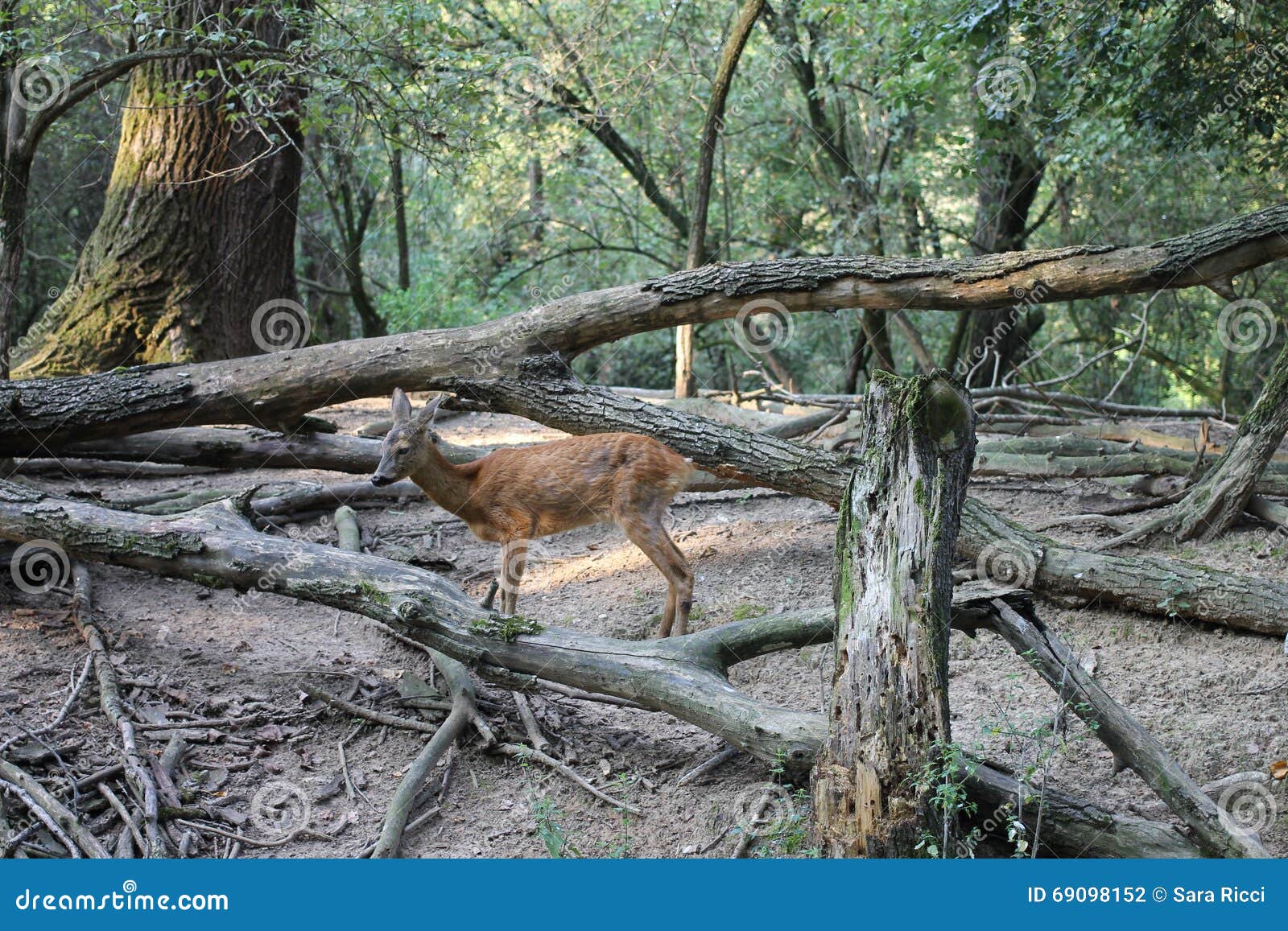 Serenity stock photo. Image of deer, canon, serenity - 69098152