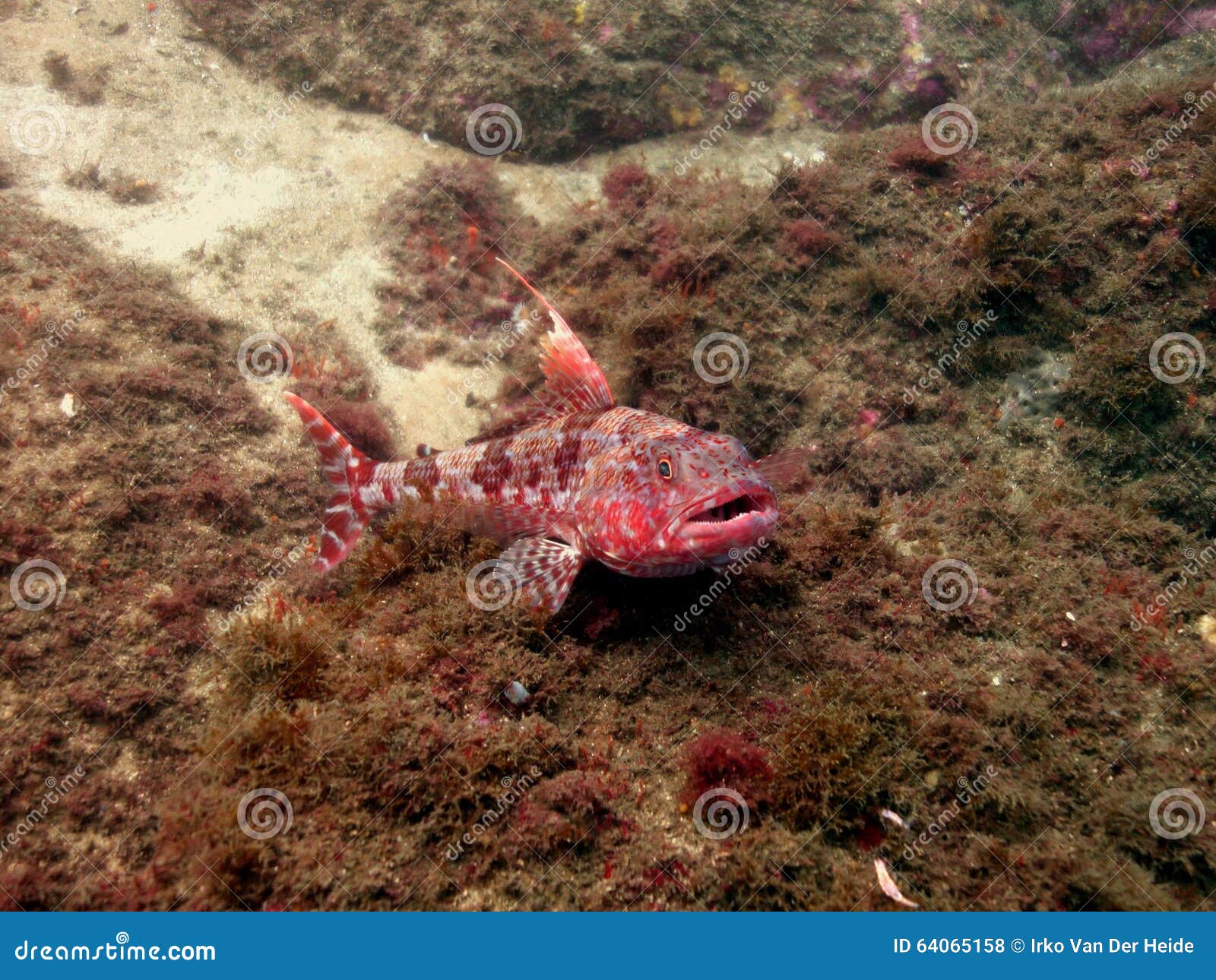 Sergeant Baker stock photo. Image of fish, underwater - 64065158