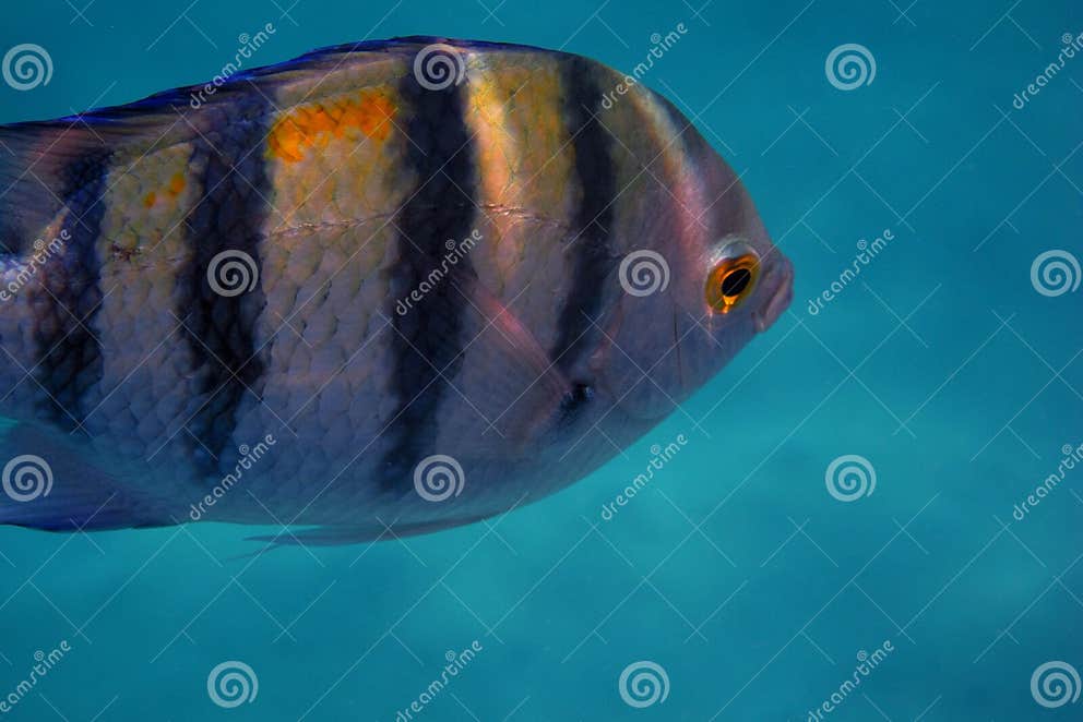 Sergeant fish close stock image. Image of snorkeling - 36221151