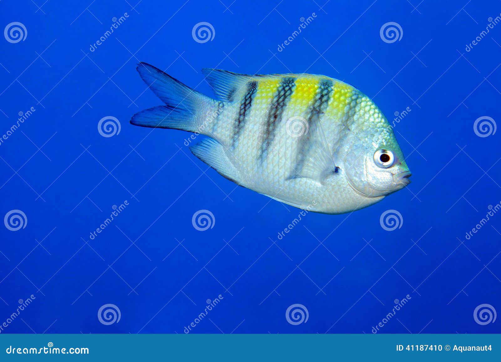 Sergeant major damselfish stock photo. Image of damsel - 41187410