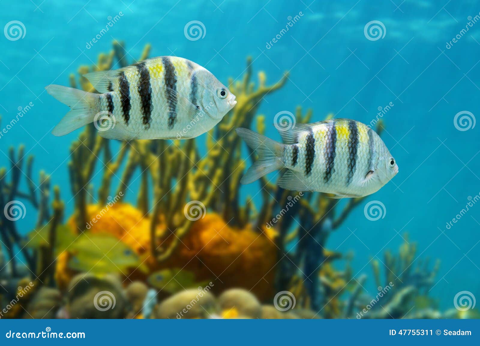 Sergeant Major Fish Abudefduf Saxatilis Stock Image - Image of major ...
