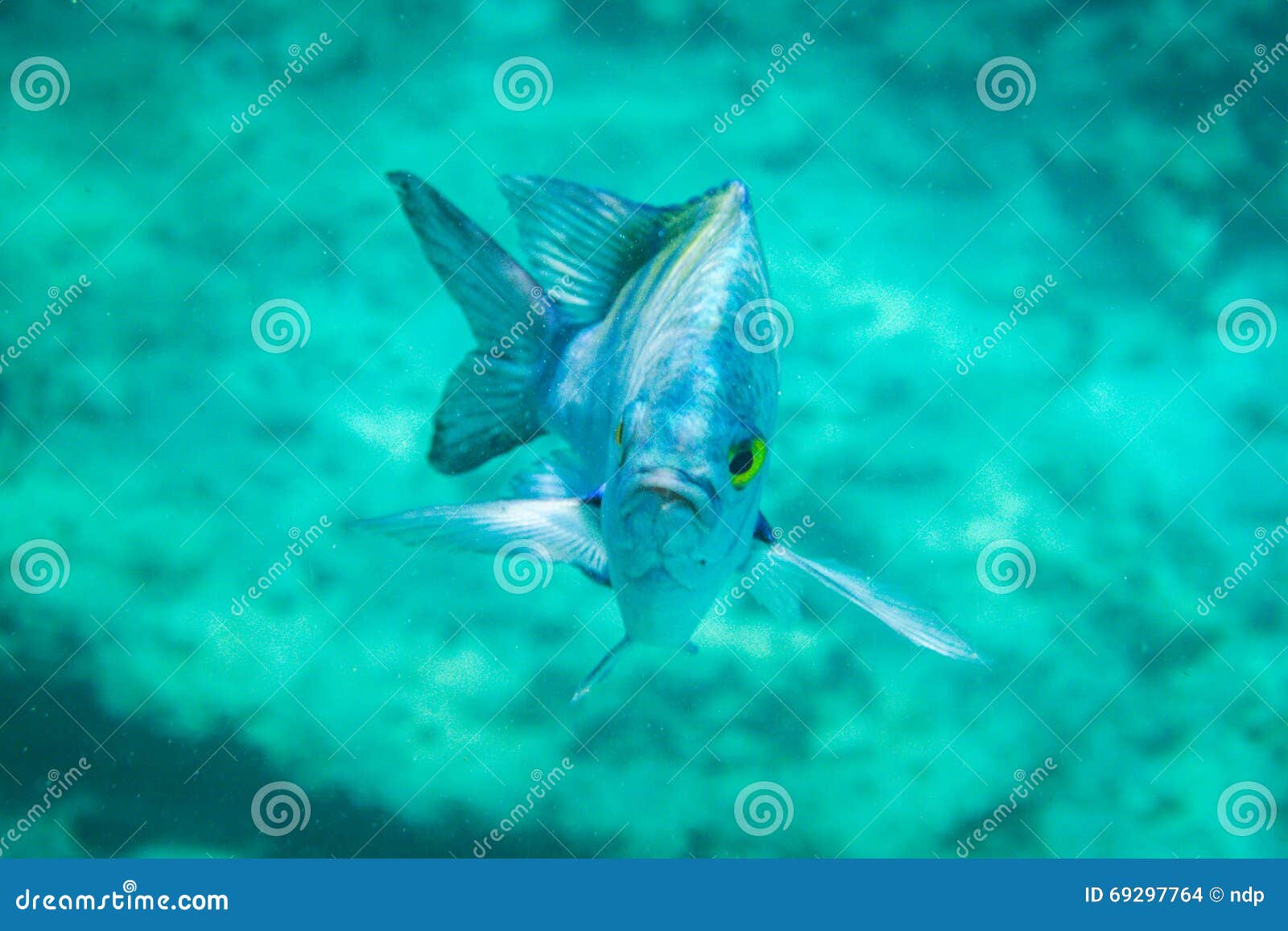 Sergeant Major Fish with an Angry Frown Stock Photo - Image of eyes ...