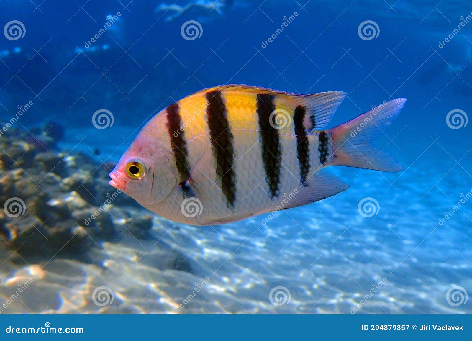 Sergeant major fish Egypt stock image. Image of scuba - 294879857