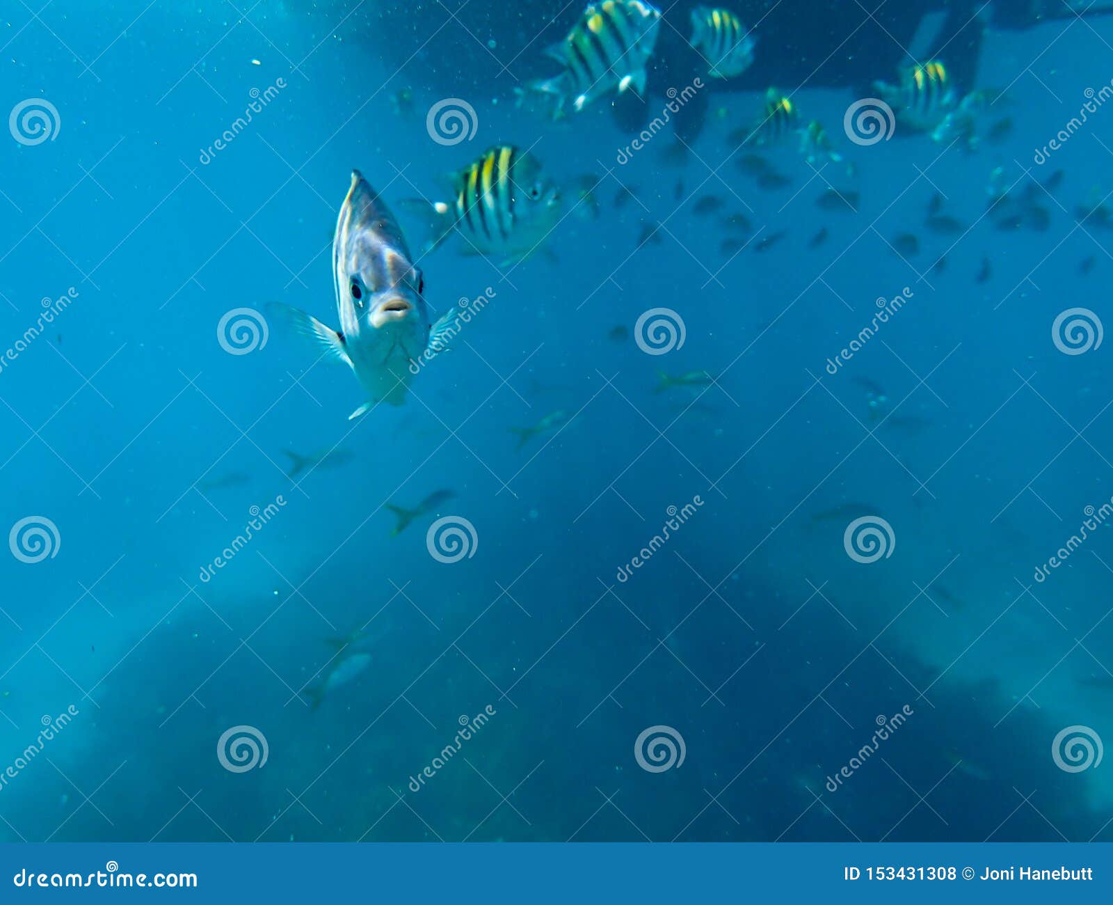 A Sergeant Major Fish that is Curious about the Camera Stock Photo ...