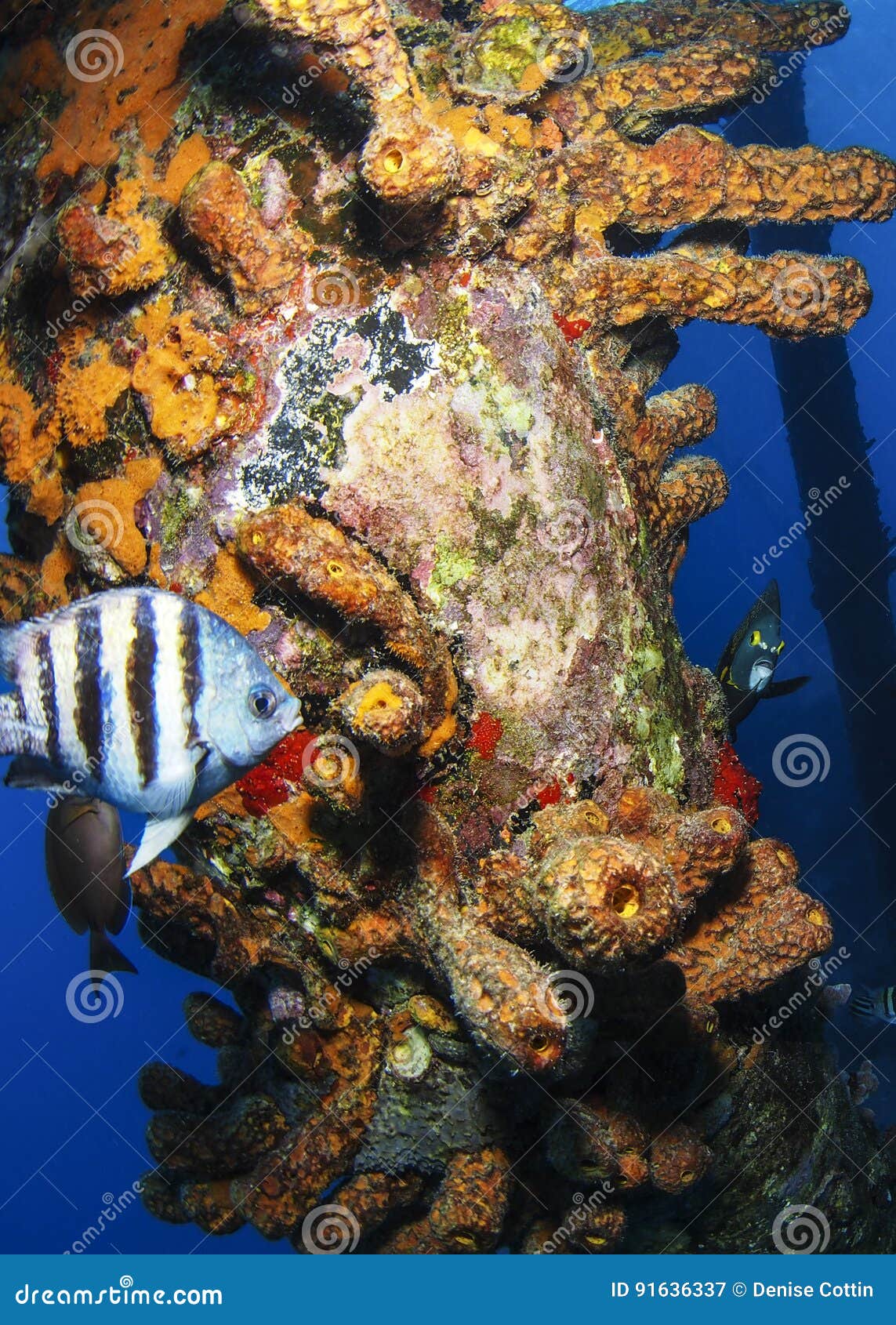 Sergeant Major Fish stock image. Image of sergeantmajorfish - 91636337