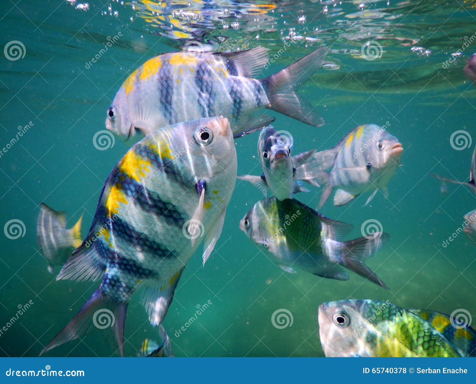 Sergeant Major Fish Near Surface Stock Photo - Image of blue, swim ...