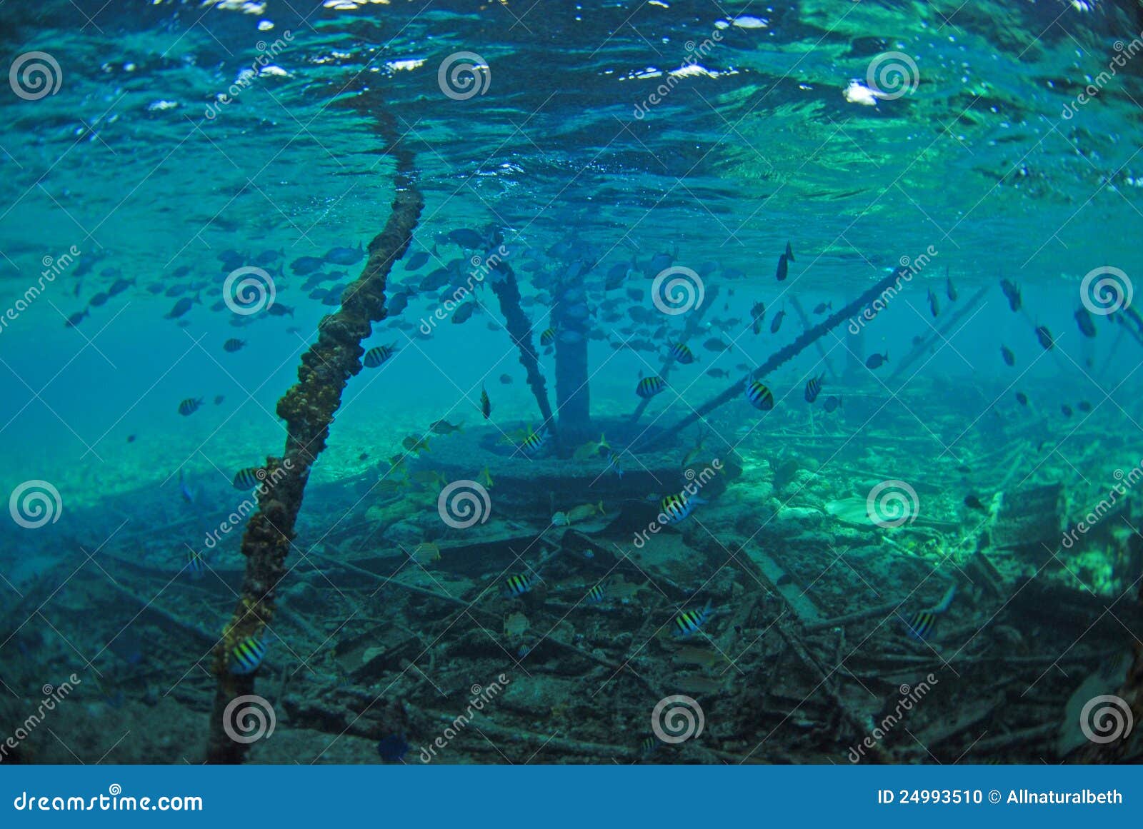 Sergeant Major Fish Near Underwater Structure Stock Photo - Image of ...
