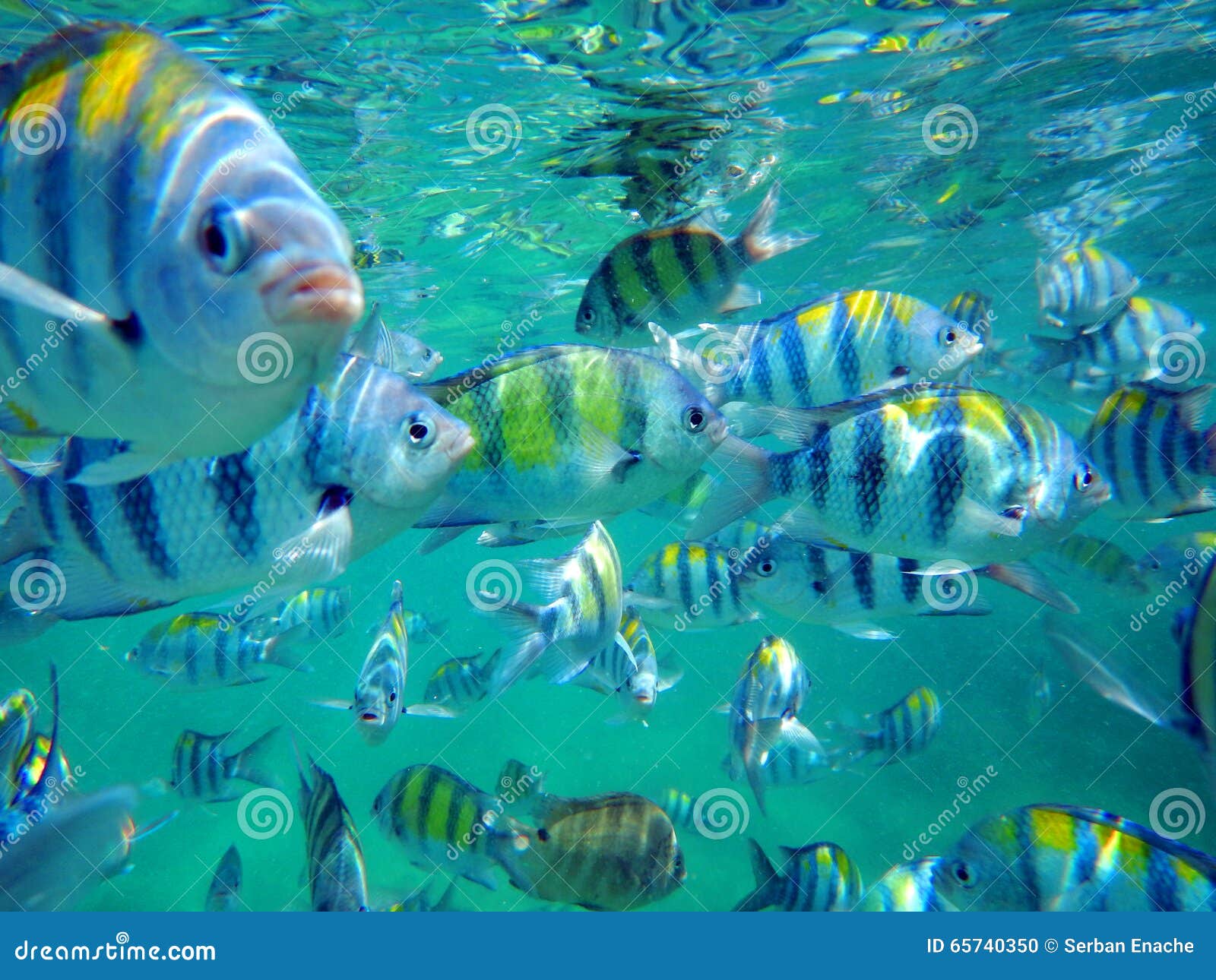 Sergeant Major Fish in School Stock Photo - Image of wild, clear: 65740350