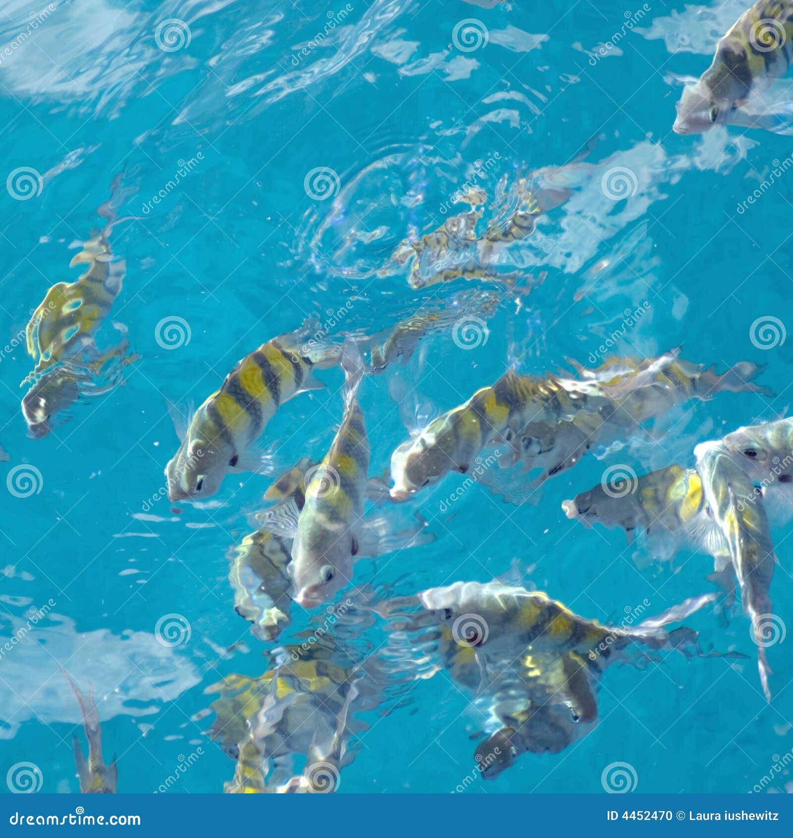 Sergeant major fish square stock photo. Image of colour - 4452470