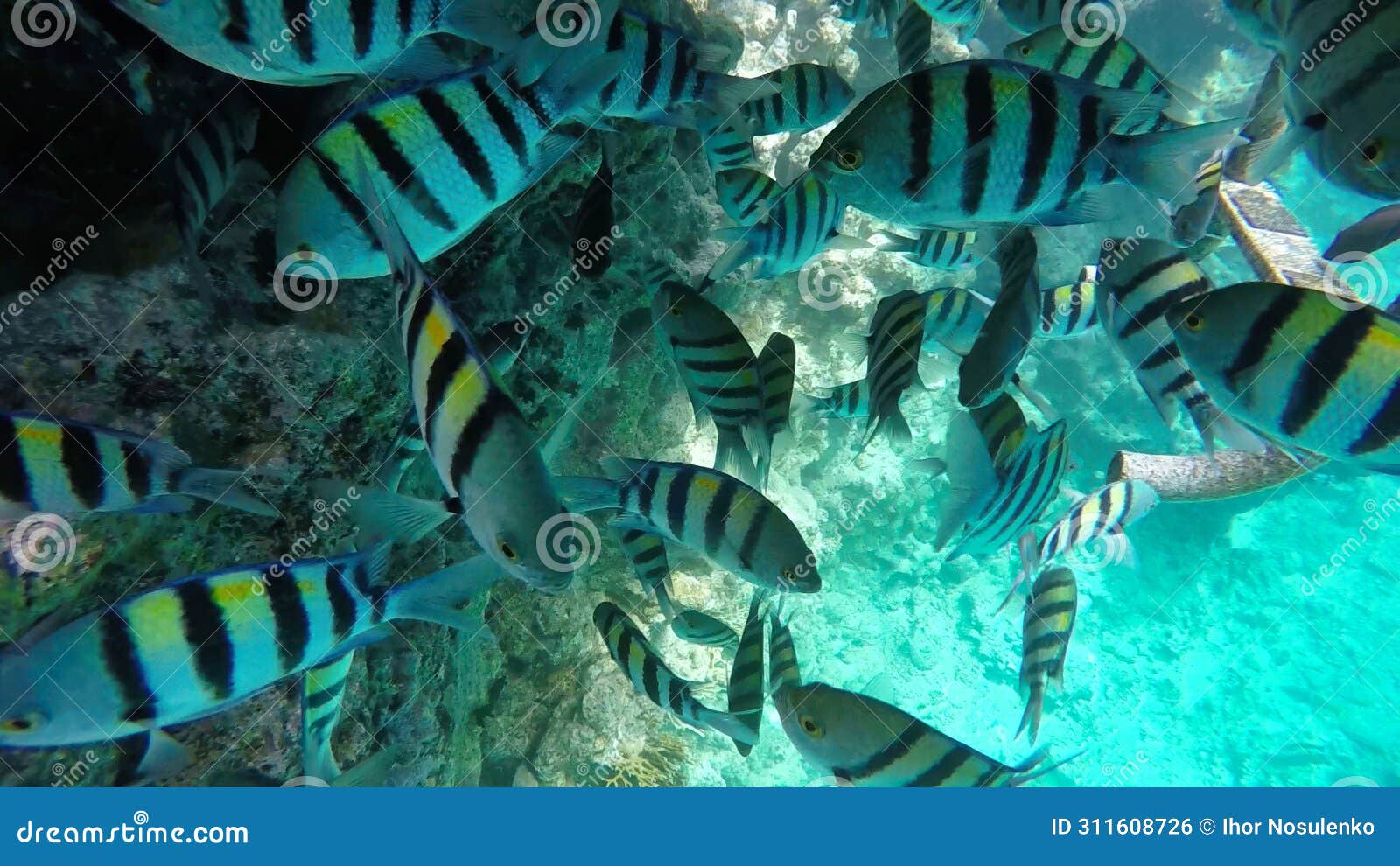 Sergeant Major Fish Swims among the Corals Stock Photo - Image of ...