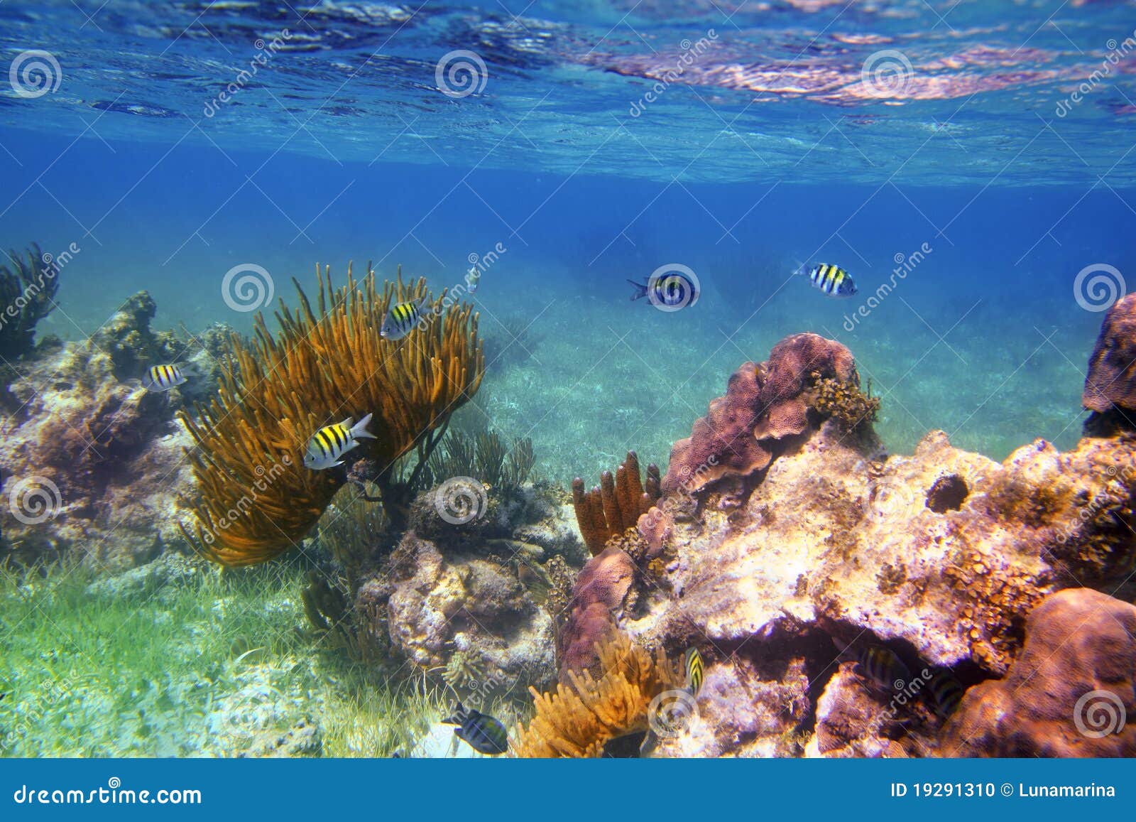 Sergeant Major Fishes in Caribbean Reef Mexico Stock Photo - Image of ...
