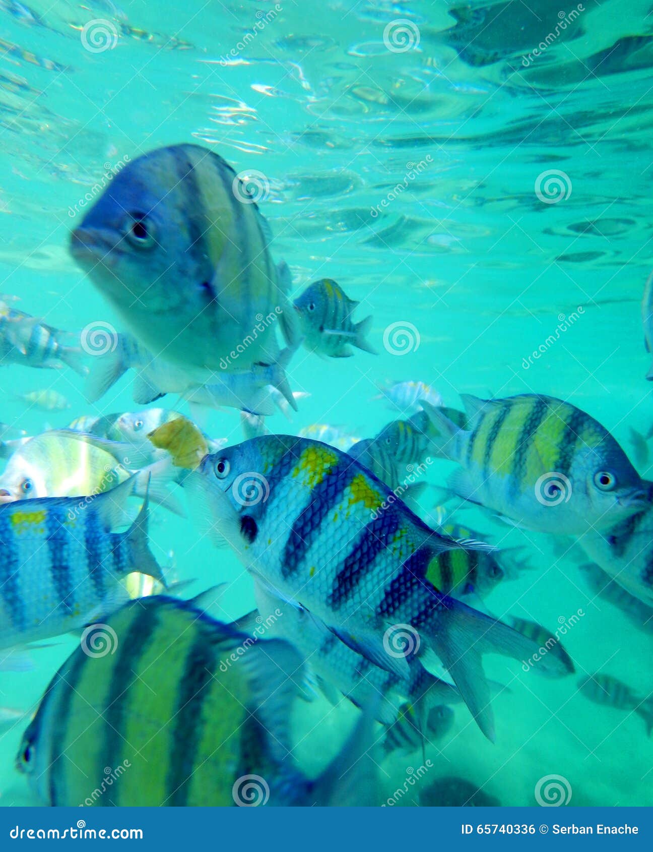 Sergeant Major Tropical Fish Stock Photo - Image of tropical, major ...