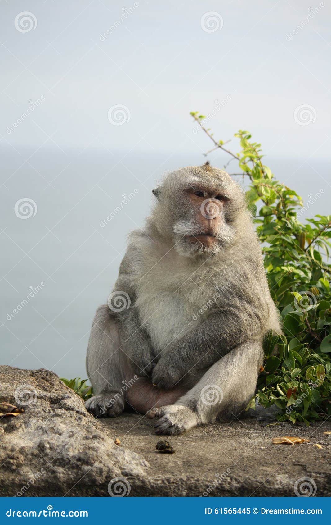 Sergeant monkeys stock image. Image of senior, animal - 61565445
