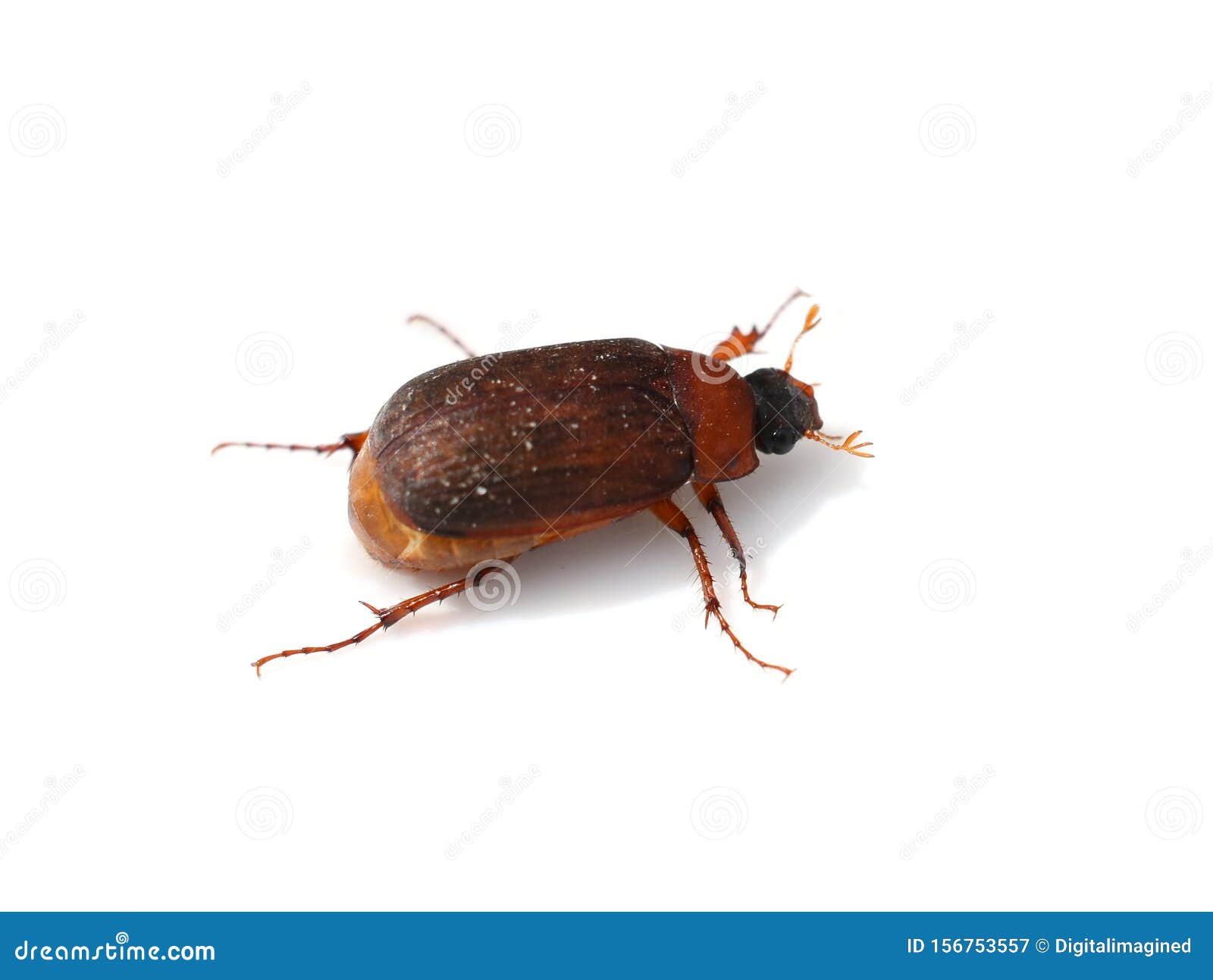 Brown Chafer Serica Brunnea On Leaf. Larvae Feed On Roots Of Plants ...